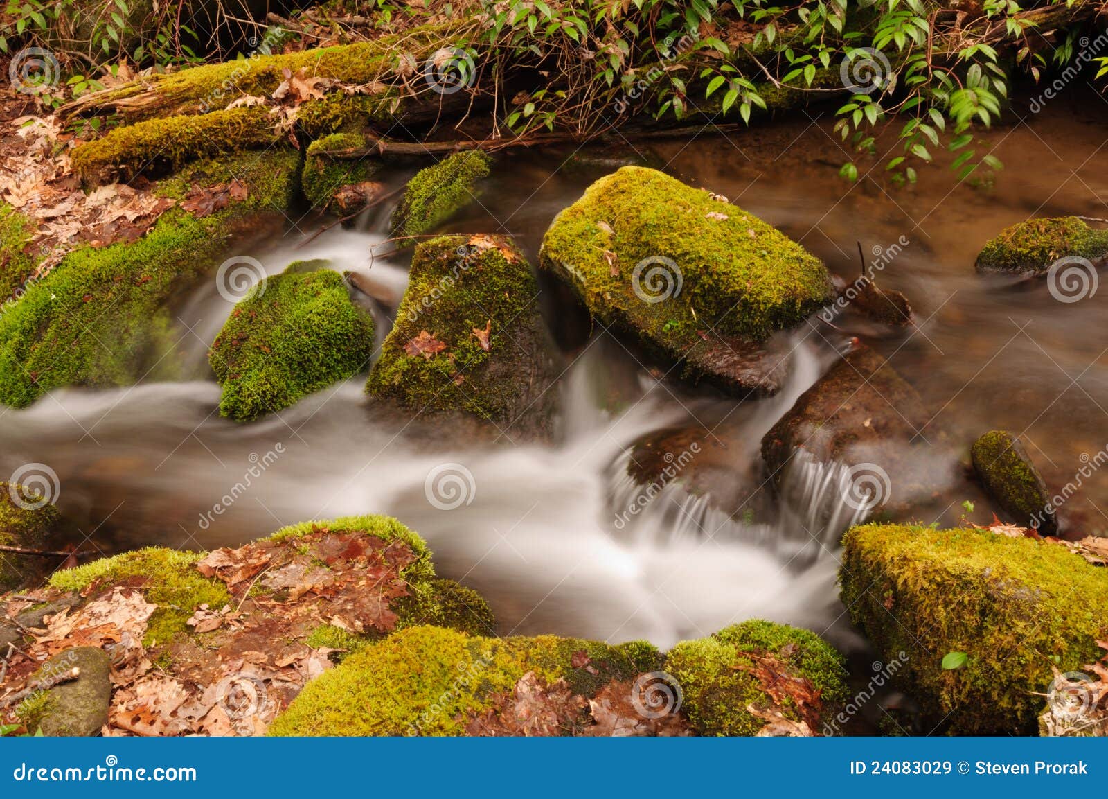 Moss and Rocks in Mountain Stream Stock Image - Image of national ...