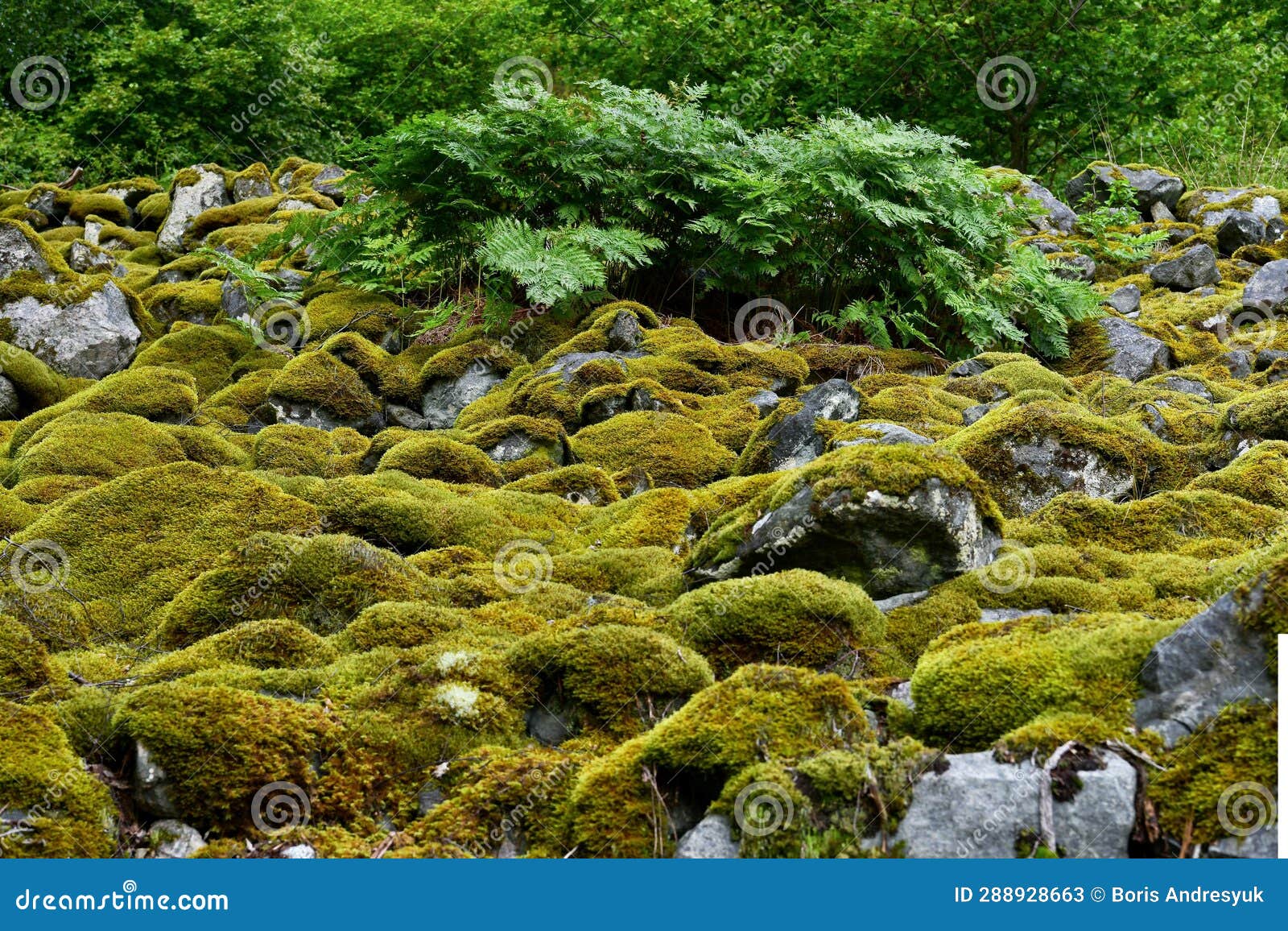 Moss on Rocks in the Mountains Stock Image - Image of mountains, garden ...