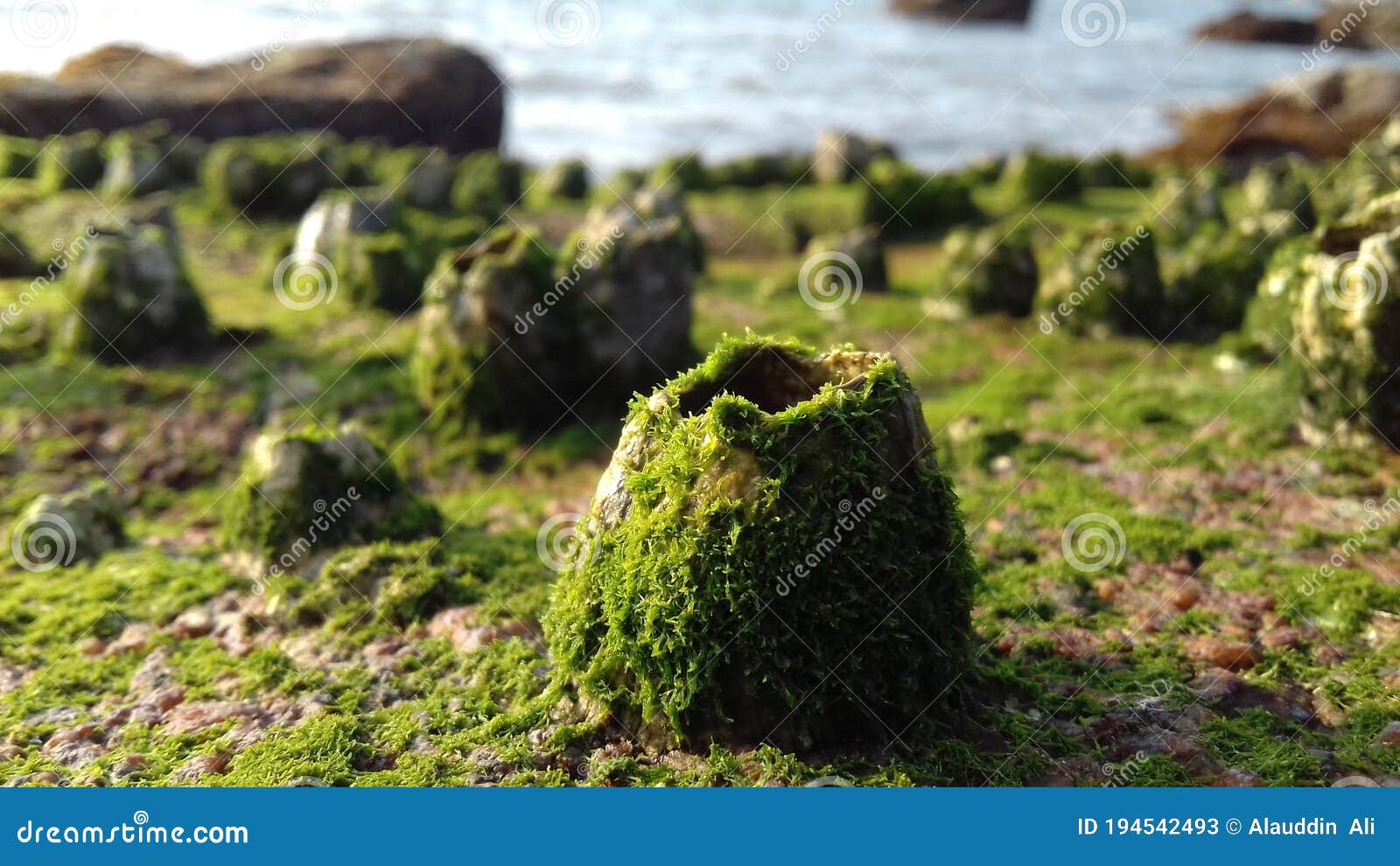 Moss on Rocks, Sea Moss in the Rock, Indian Ocean Algae, Stock Image ...