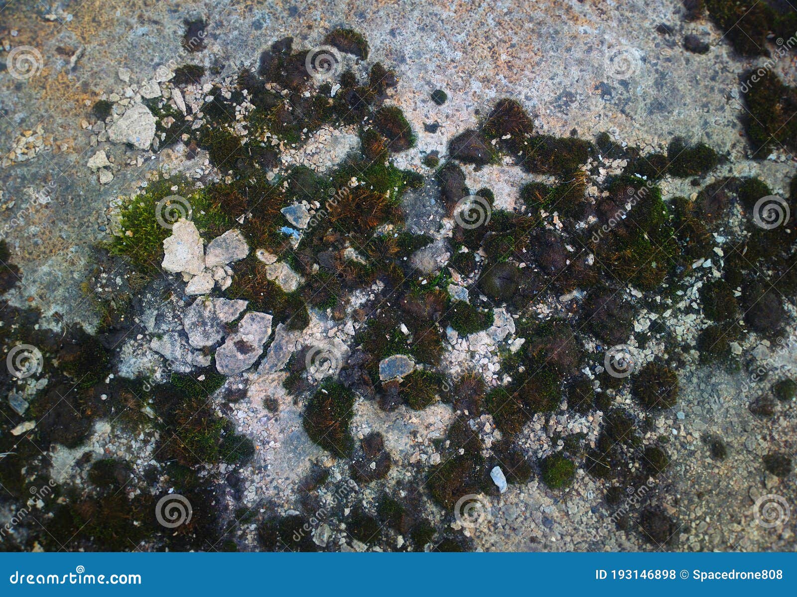 Moss on Rocky Beach Texture Background Stock Photo - Image of rocky ...