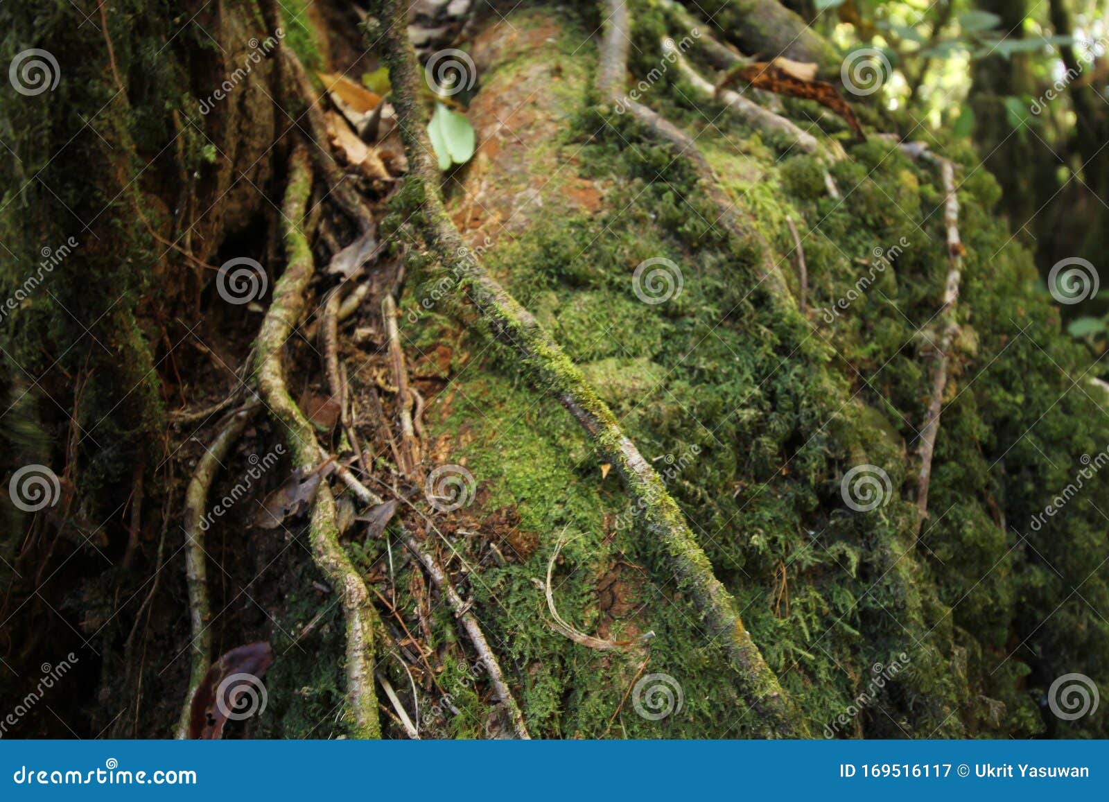 Moss on root stock image. Image of together, symbiosis - 169516117