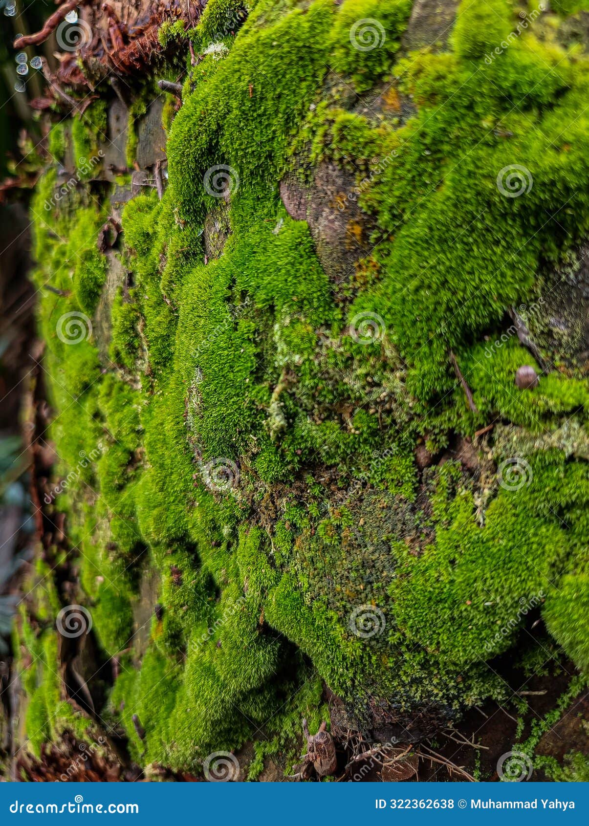 Moss on the Root of a Sago Tree Stock Photo - Image of sago, bark ...