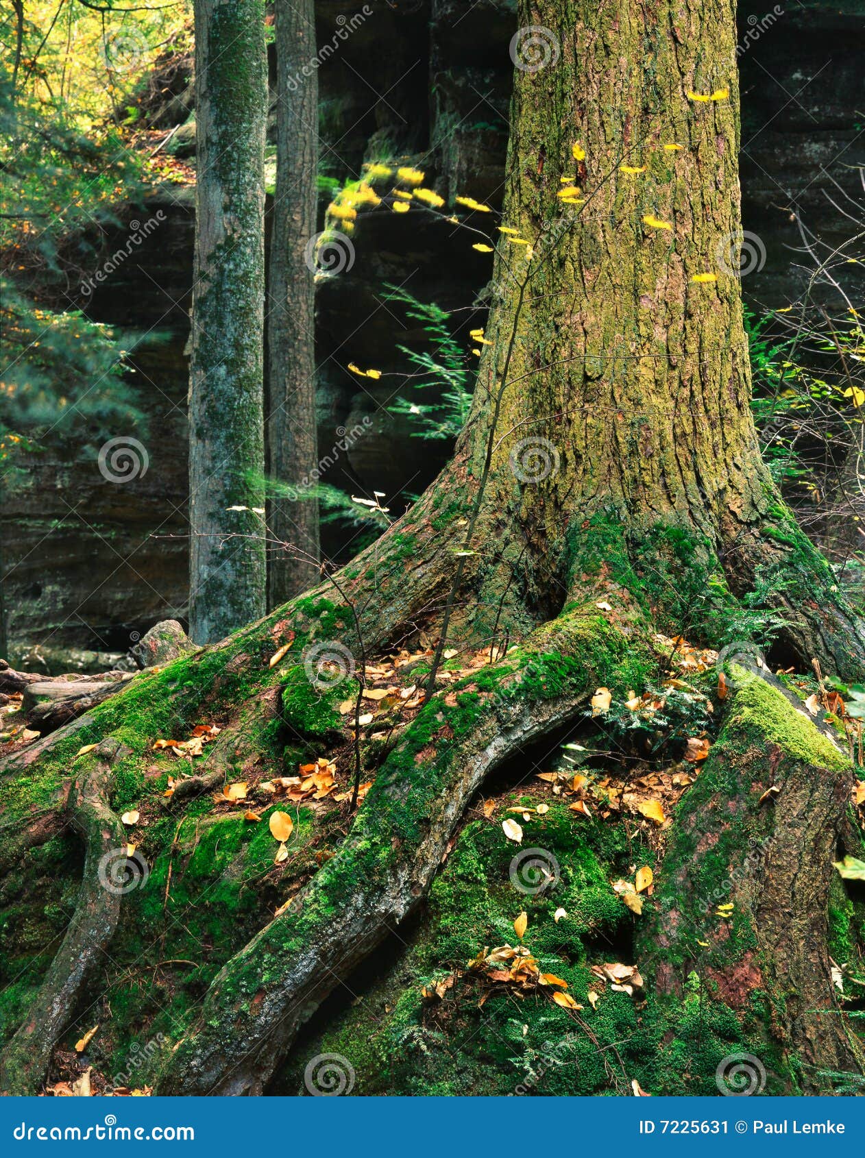 Moss and Roots stock image. Image of autumn, fall, scenic - 7225631