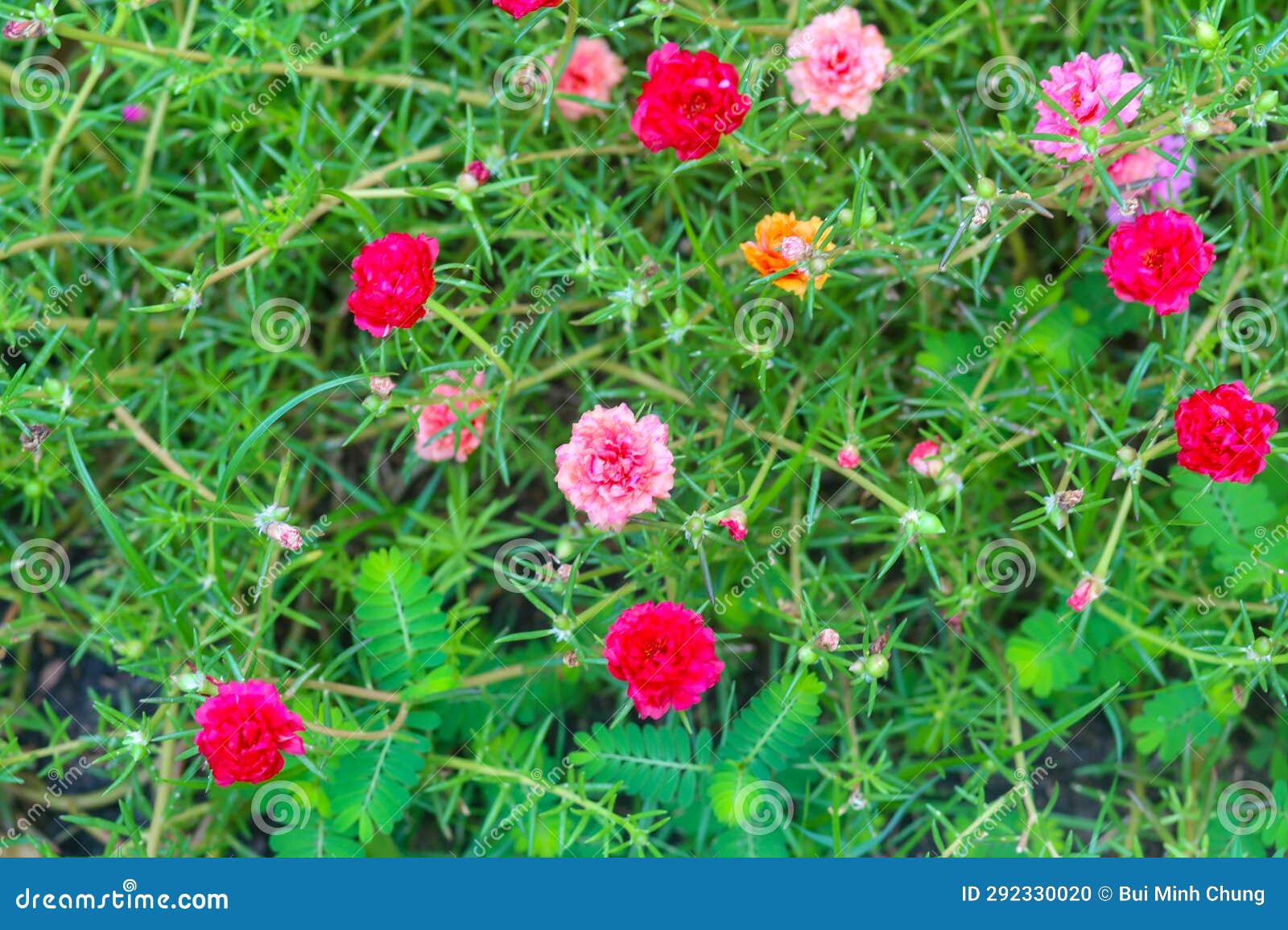 Moss Rose Blooming in the Garden Stock Photo - Image of fresh, moss ...