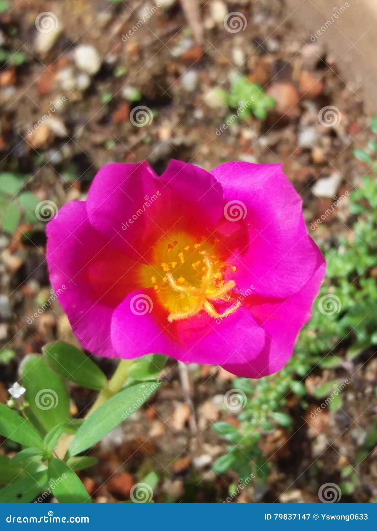 Moss rose stock image. Image of pink, fresh, flowers - 79837147