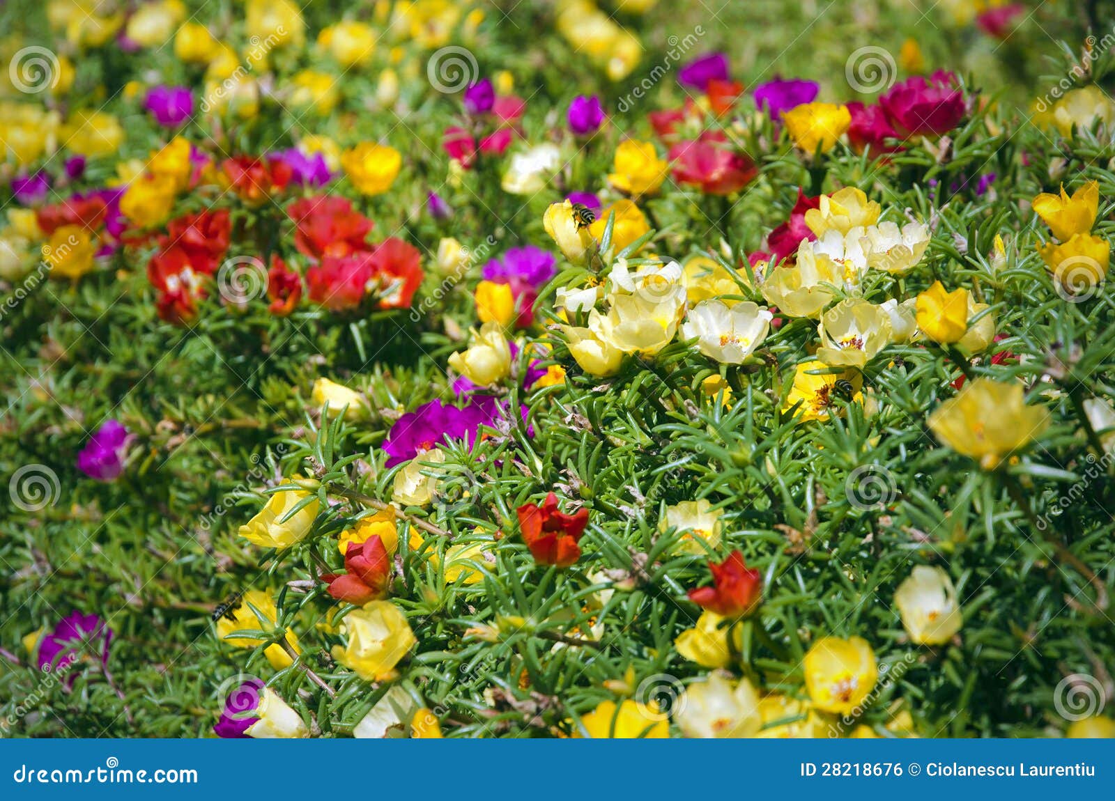 Rose Moss Portulaca Grandiflora B Stock Photography | CartoonDealer.com ...