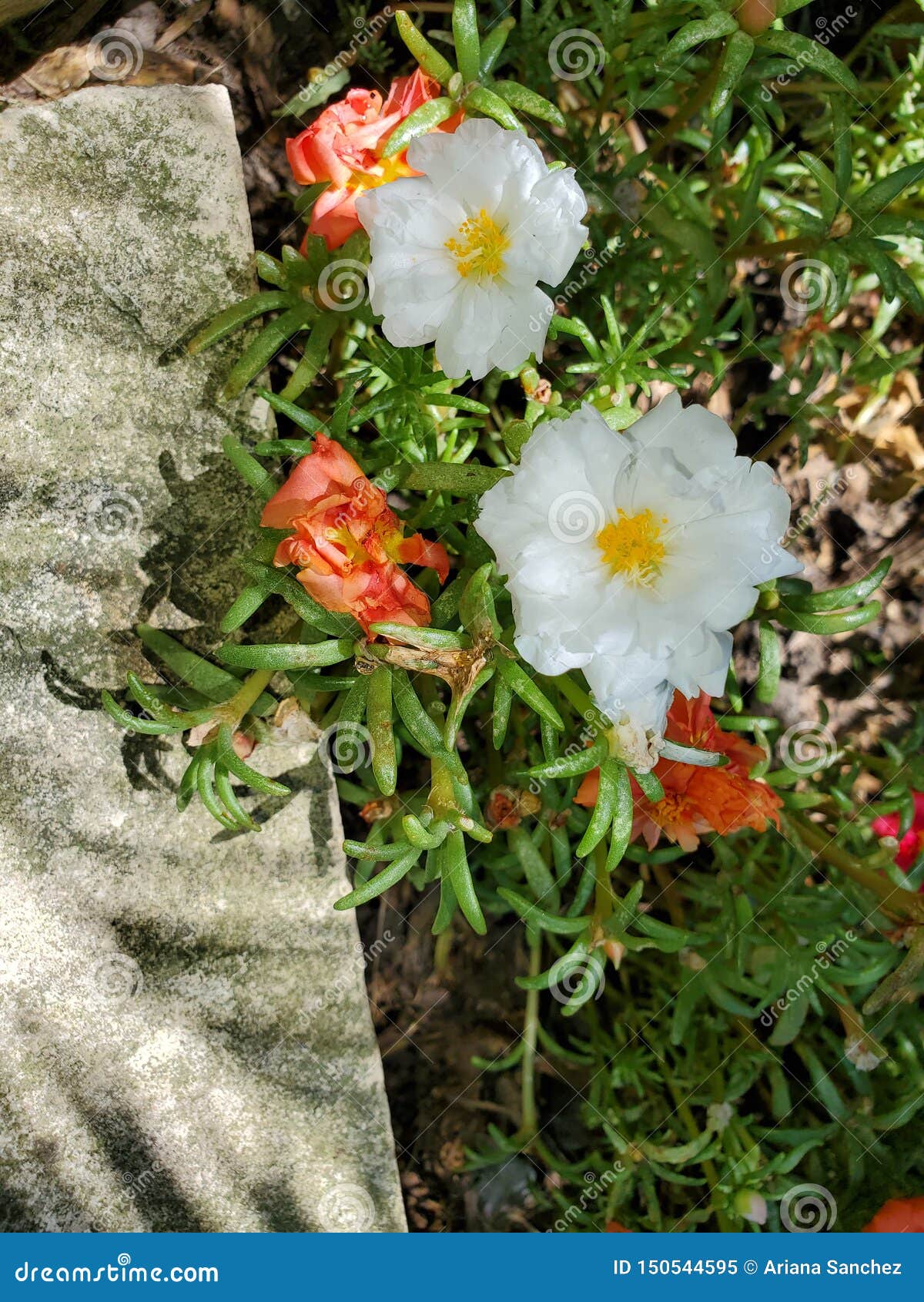 Moss Rose Garden Mix stock image. Image of garden, peach - 150544595