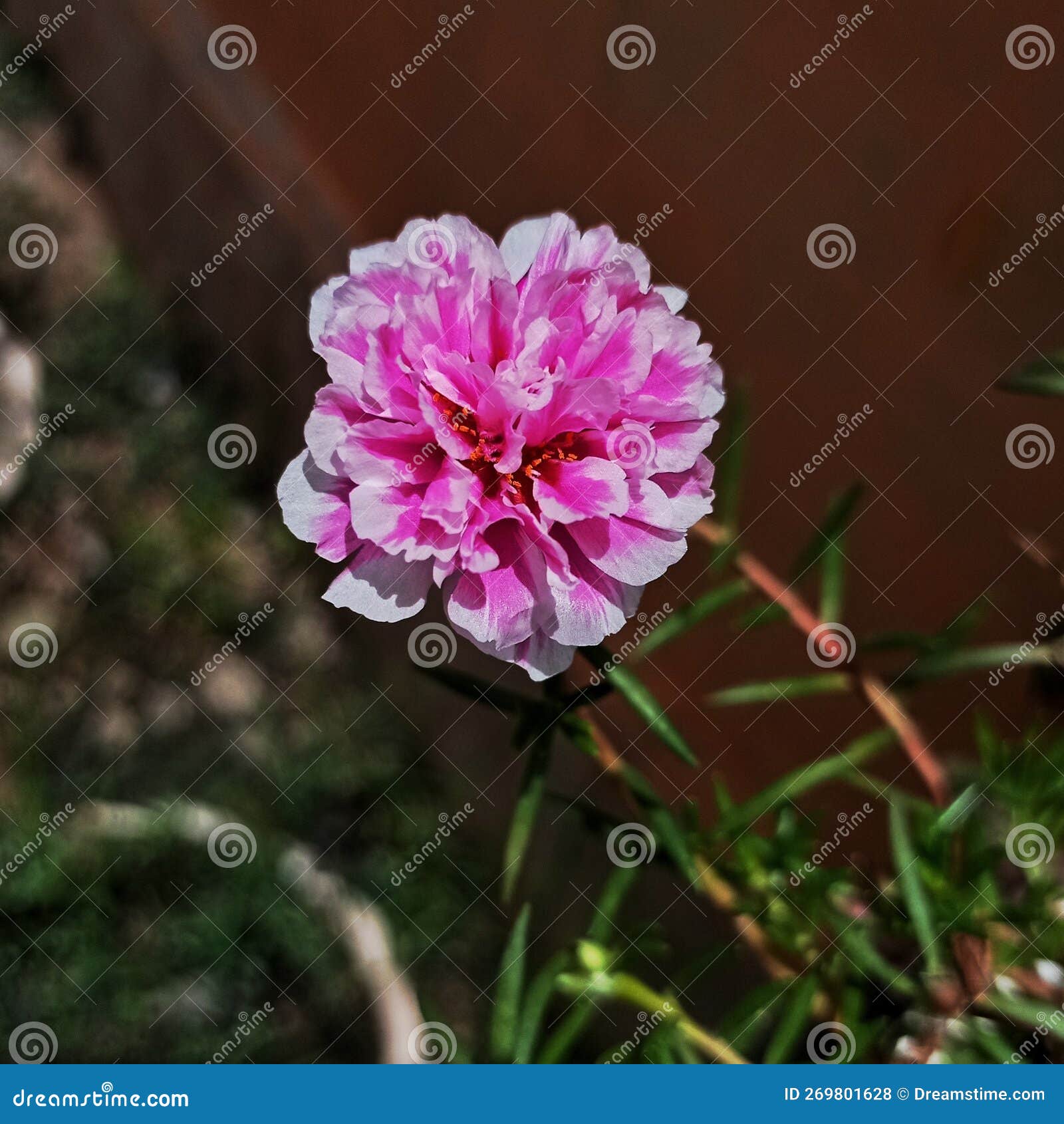 Moss Rose Portulaca Grandiflora Stock Photo - Image of portulaca, bunga ...