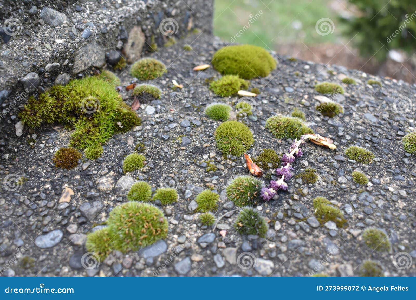 Moss on Rough Texture Concrete of Bridge Railing in Seattle Stock Photo ...