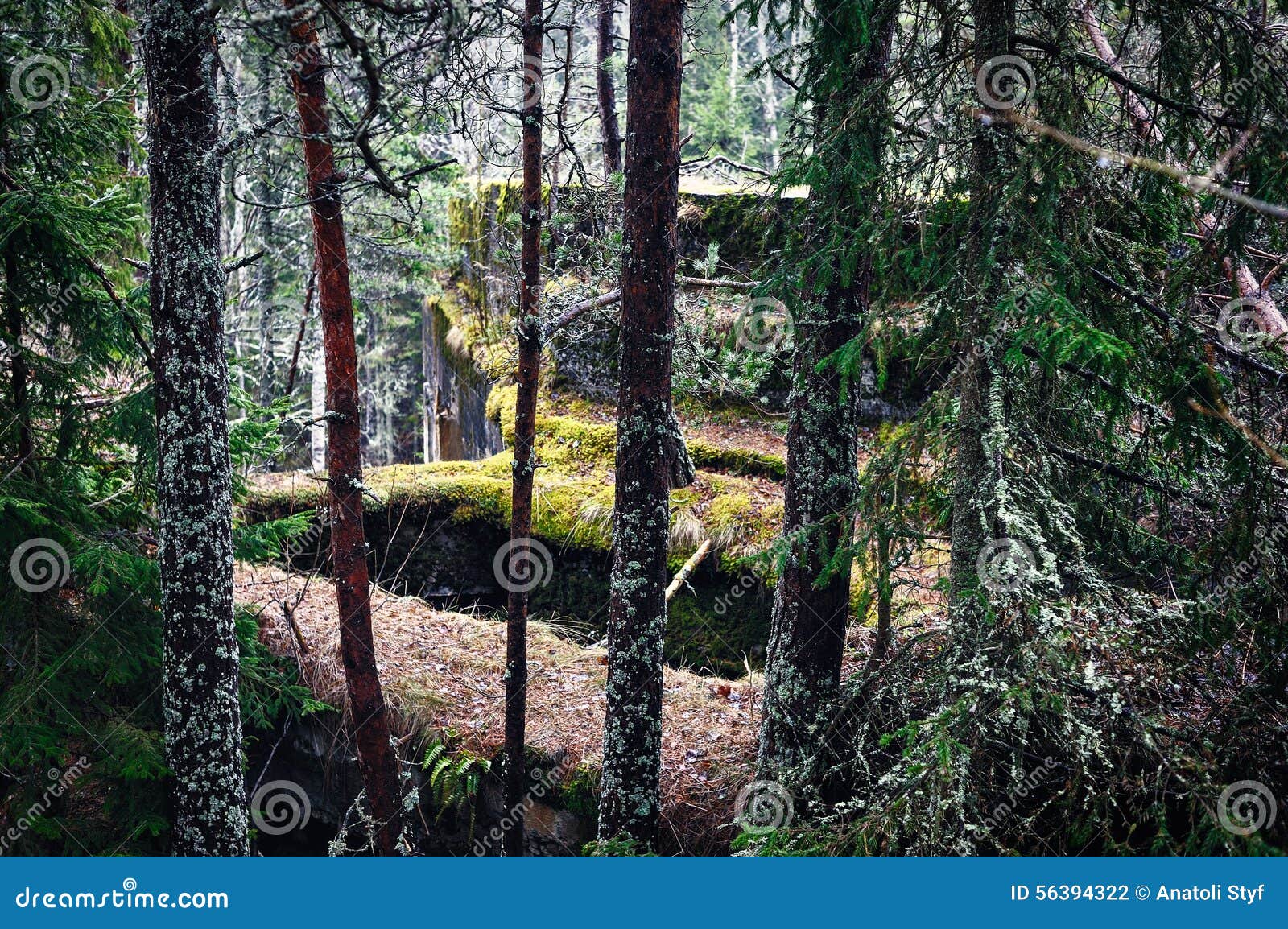 Moss on ruins stock photo. Image of moss, heritage, architecture - 56394322