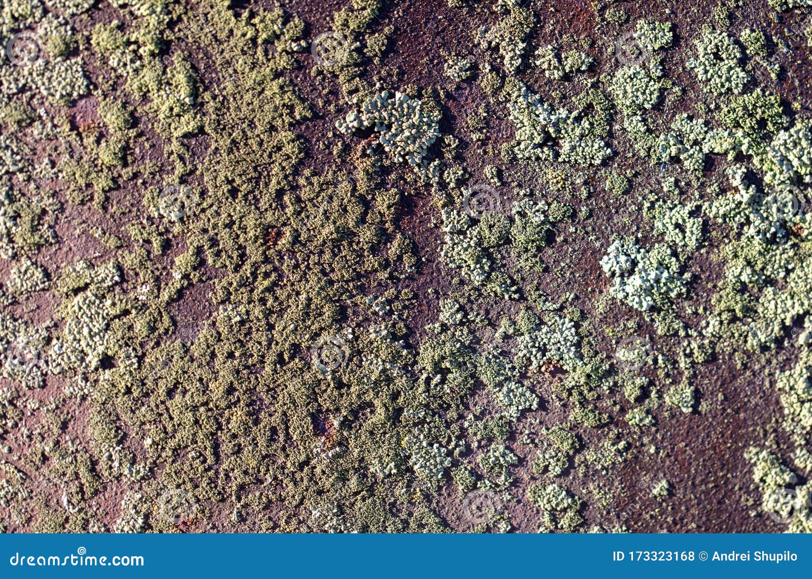 Moss on Rusty Metal As an Abstract Background Stock Photo - Image of ...