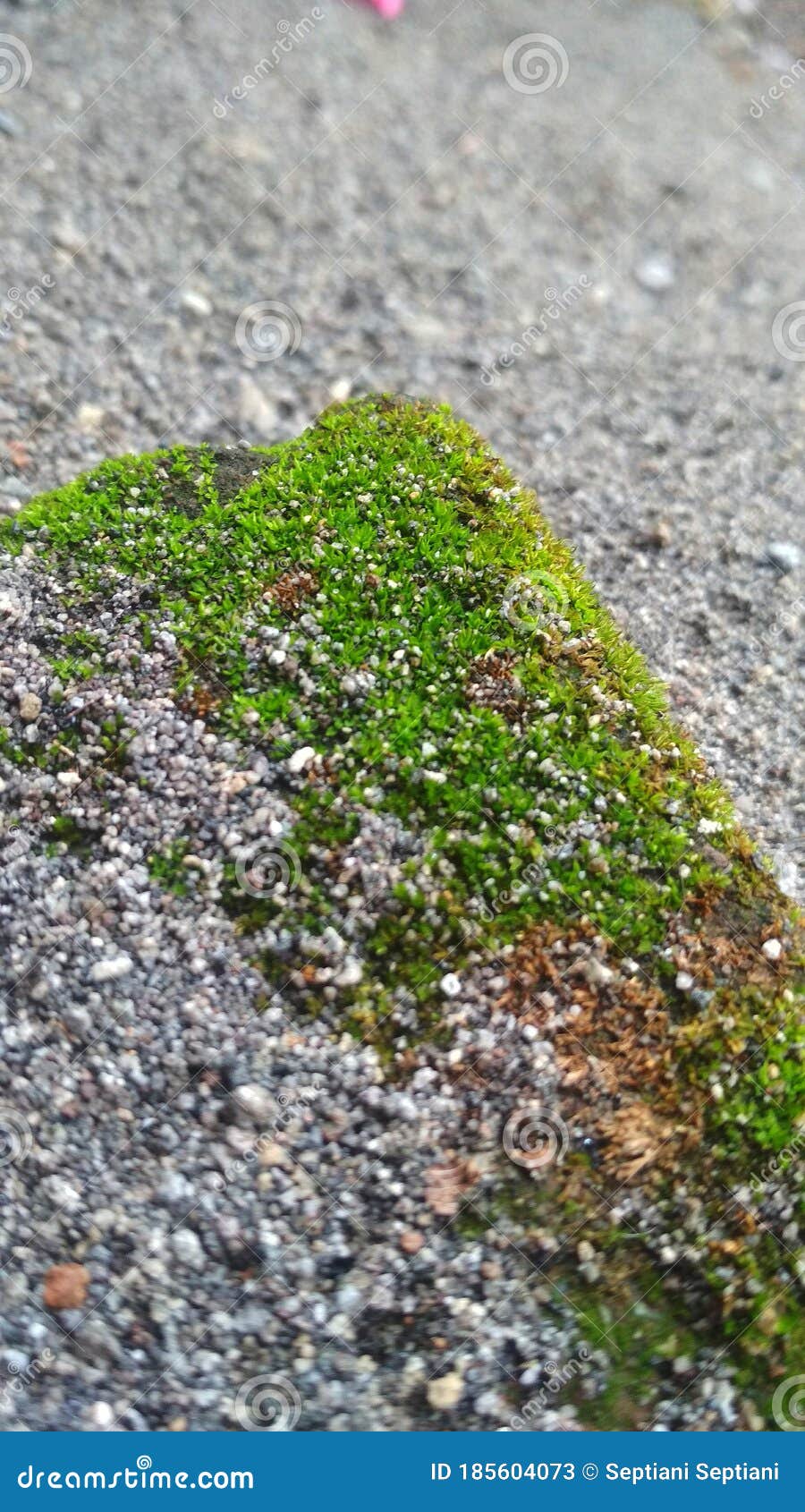 Moss in the sand stock image. Image of grass, geology - 185604073