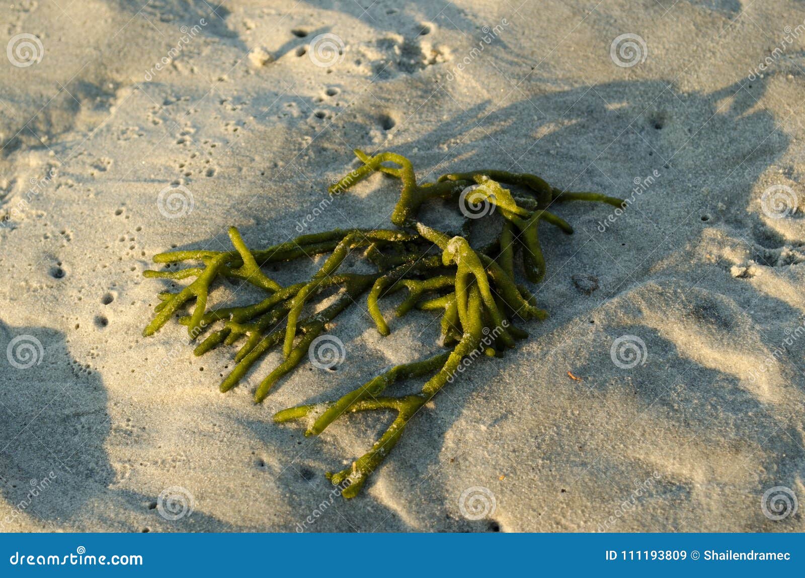 Moss on sand stock image. Image of green, sandy, plant - 111193809