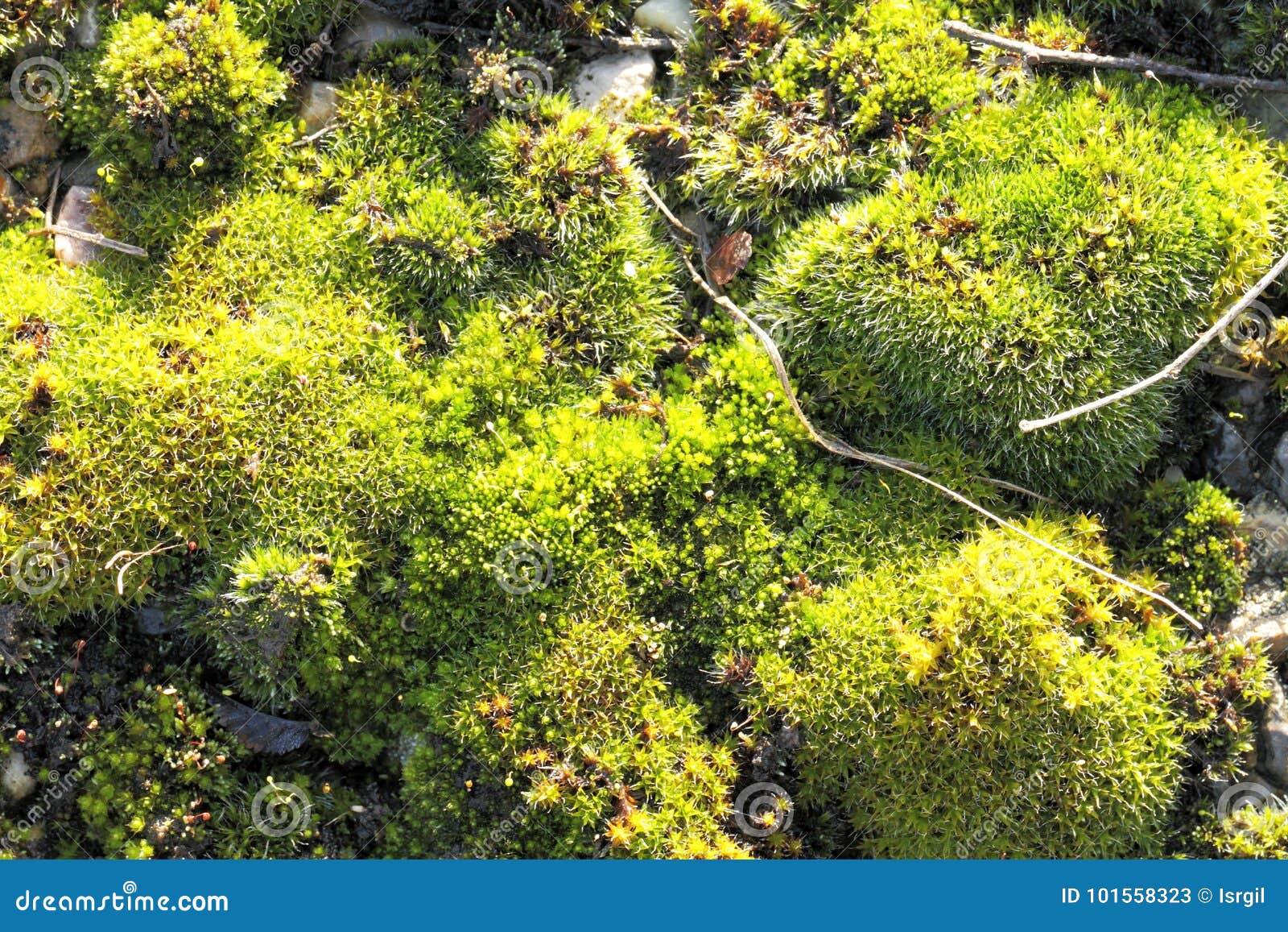 Moss scene and lichens stock image. Image of brown, flora - 101558323