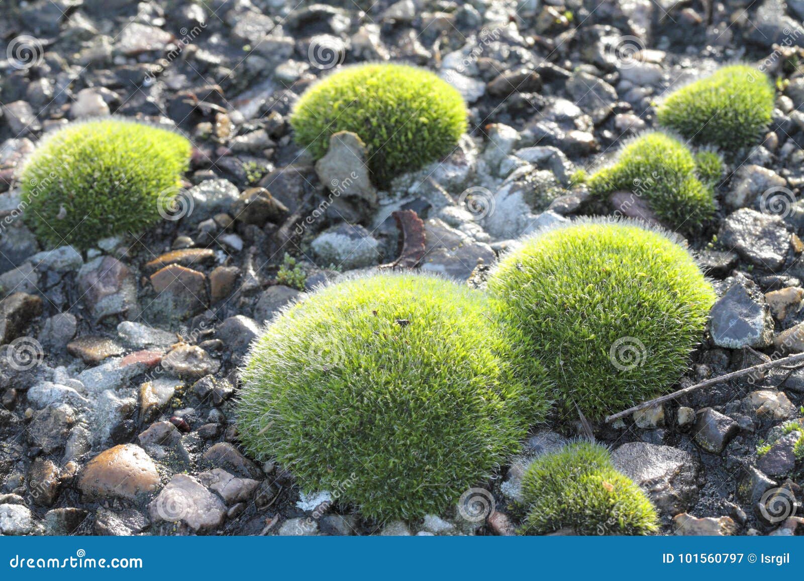 Moss scene and lichens stock image. Image of lichens - 101560797