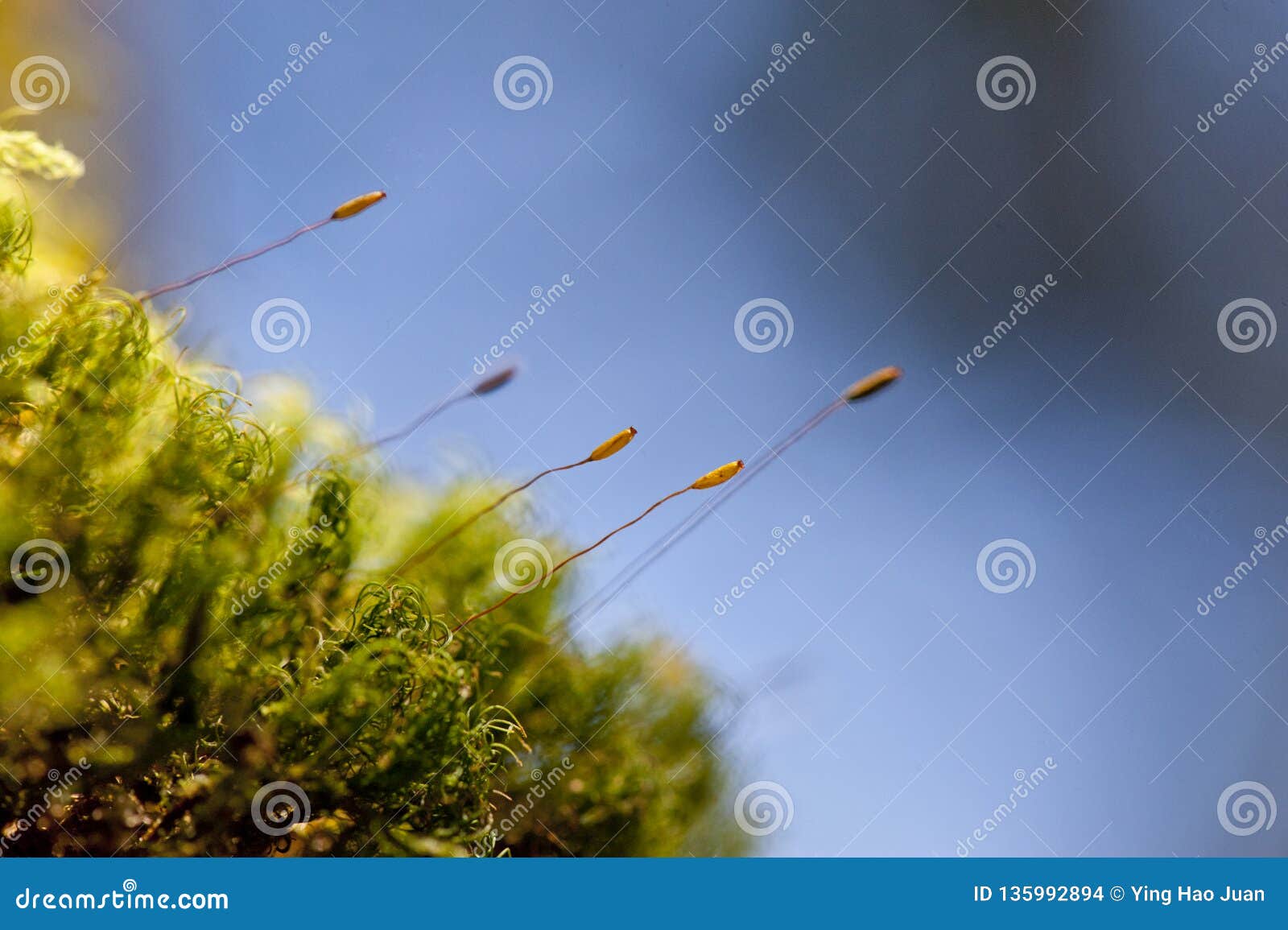 Moss Seeding Reaching for the Micro World. Stock Photo - Image of shot ...