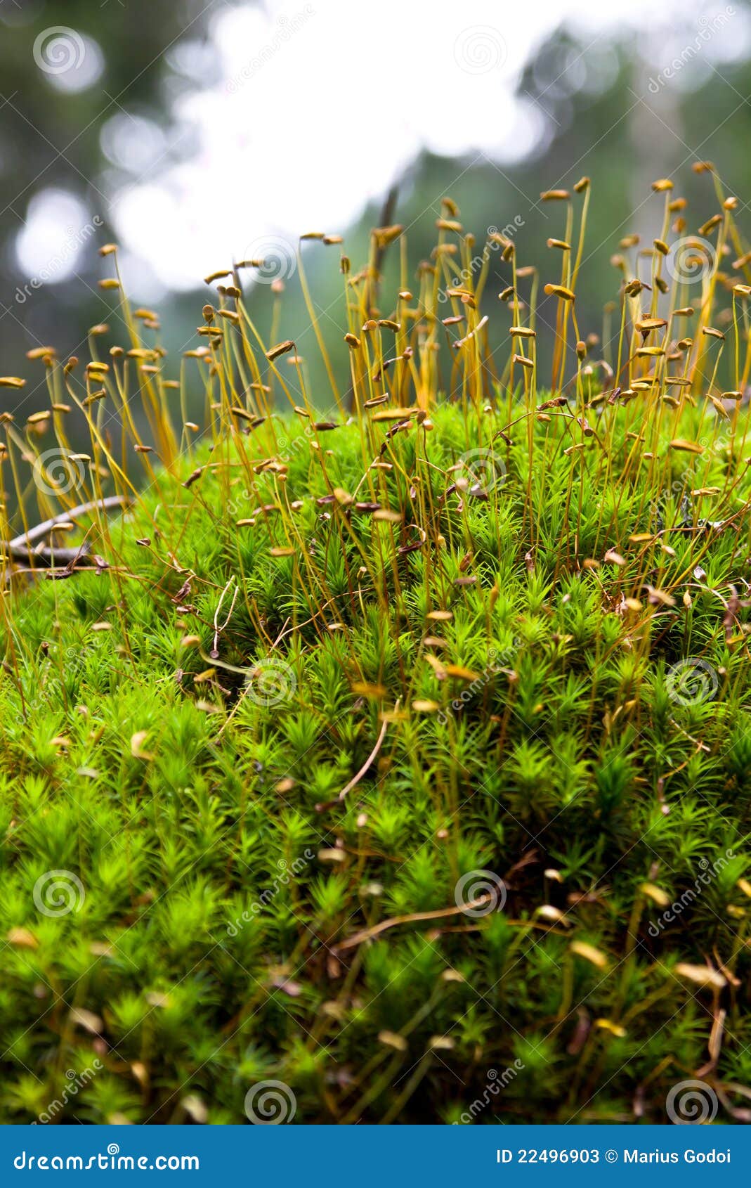 Moss seeds stock image. Image of moist, flower, macro - 22496903