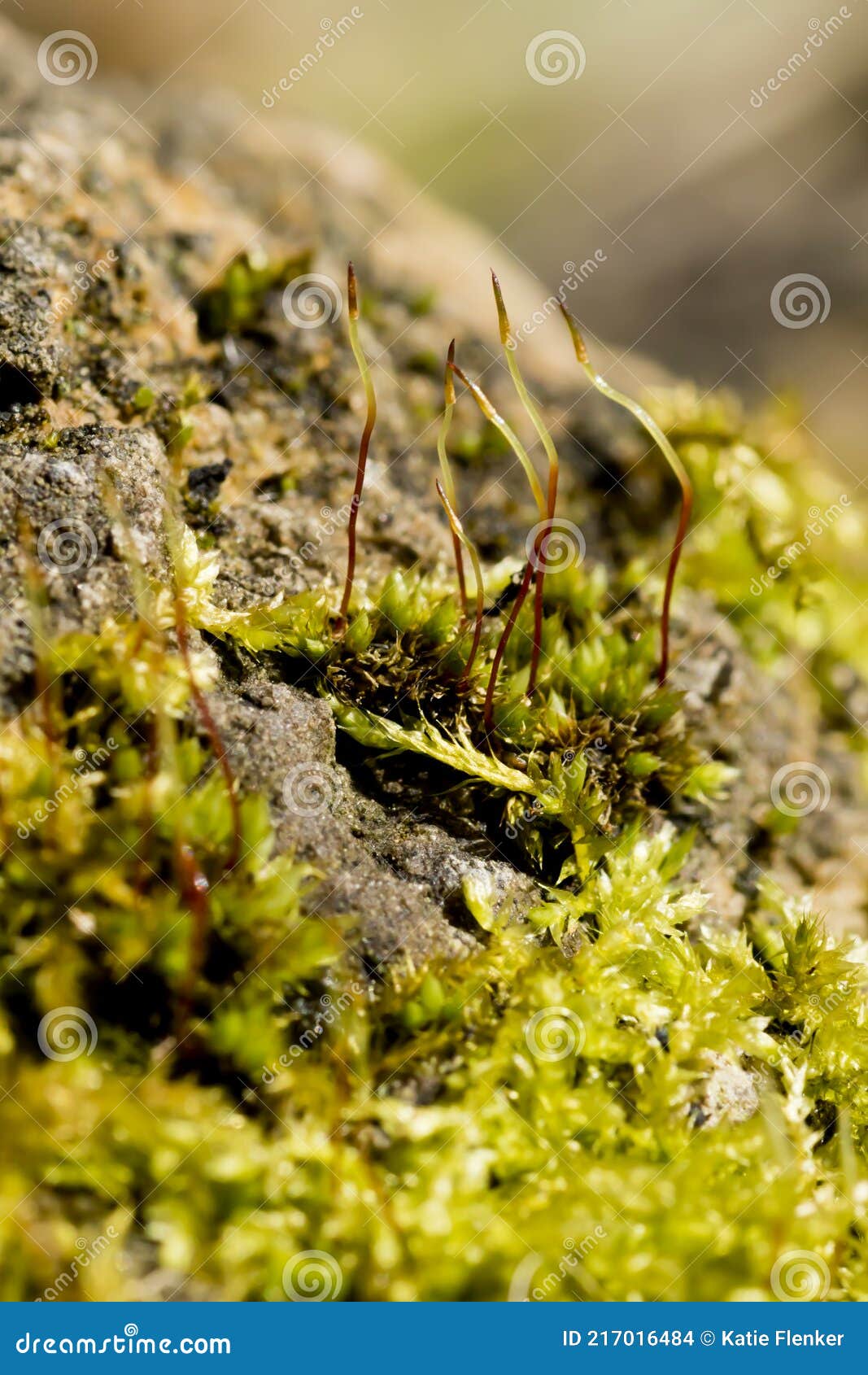 Moss Seta Growing on a Rock. Stock Photo - Image of moss, closeup ...
