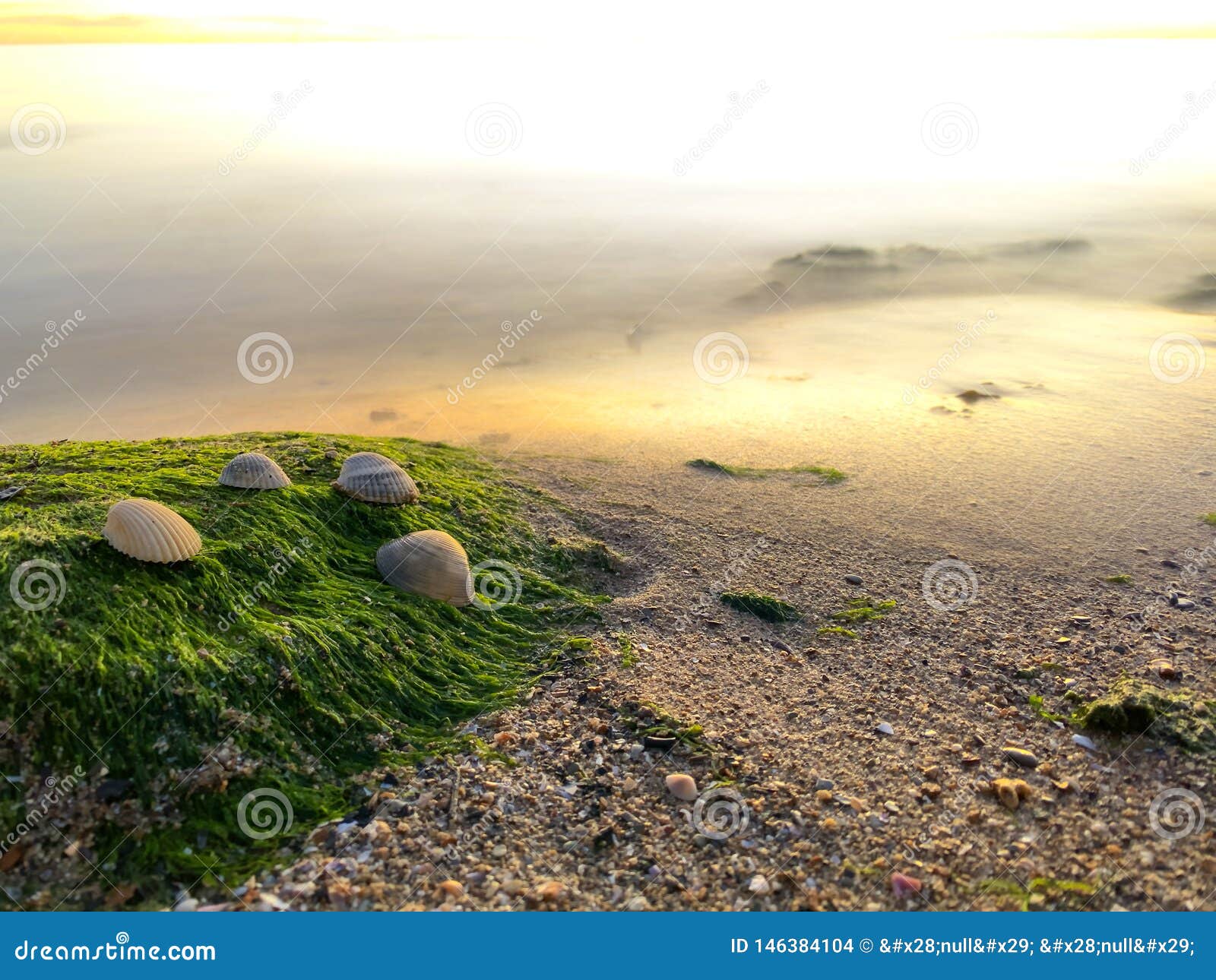Moss and shell stock photo. Image of smooth, shell, green - 146384104