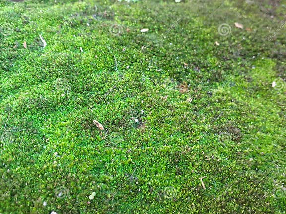 Moss on the Side of the Road Stock Photo - Image of isolated, growth ...