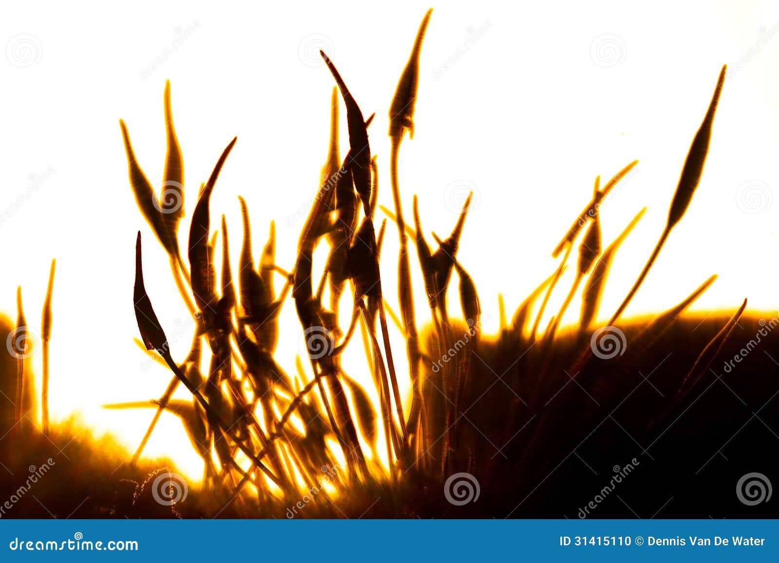 Moss silhouette stock photo. Image of outdoor, moss, bokeh - 31415110