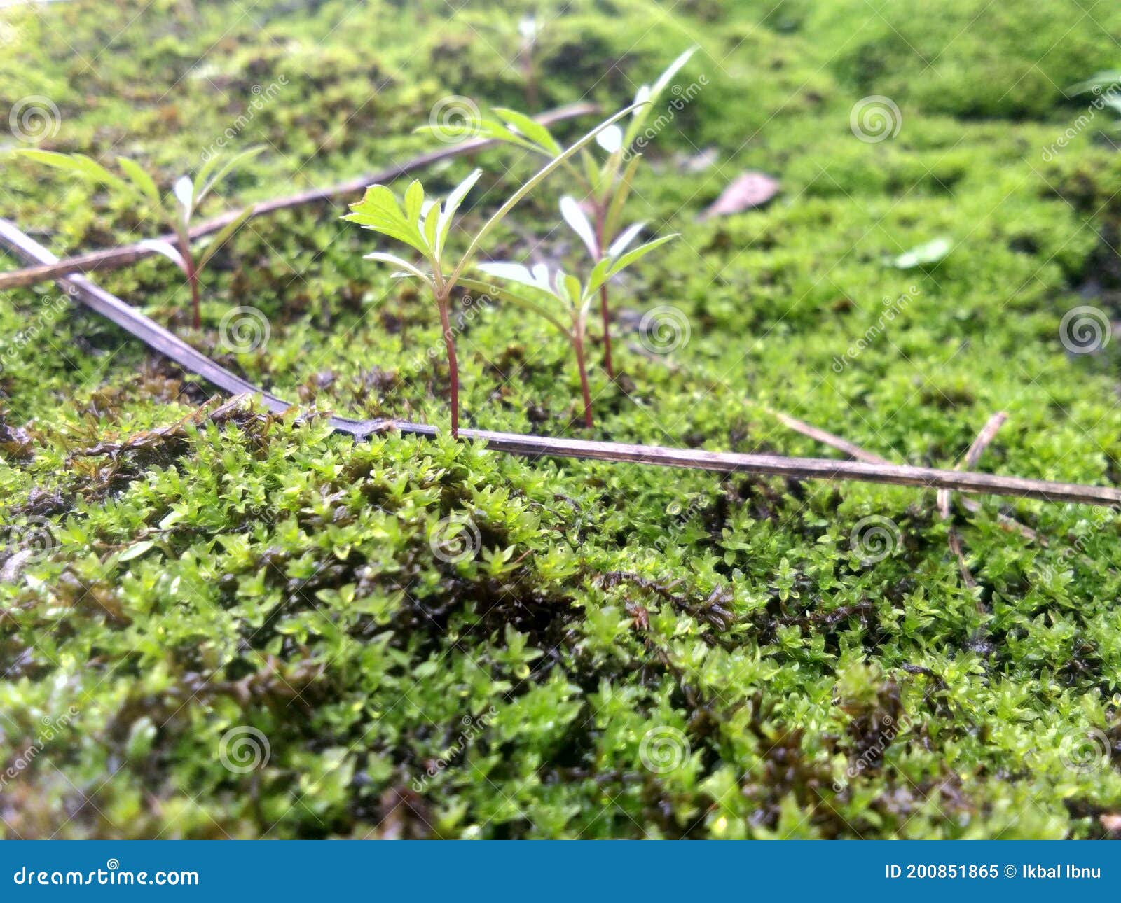 Moss and Small Fresh Plants Stock Image - Image of moss, branch: 200851865