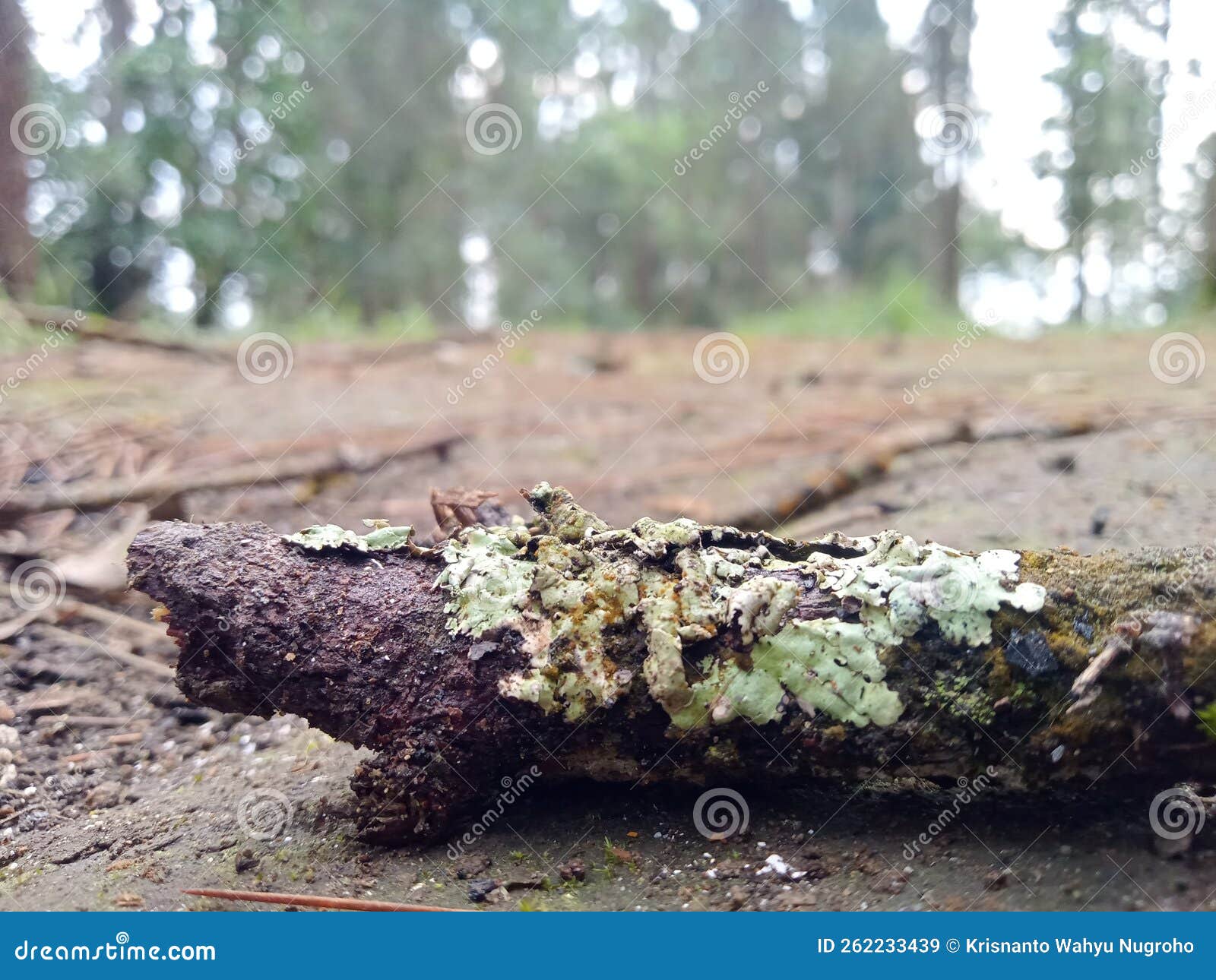 Moss stock image. Image of moss, rotting, small, forest - 262233439