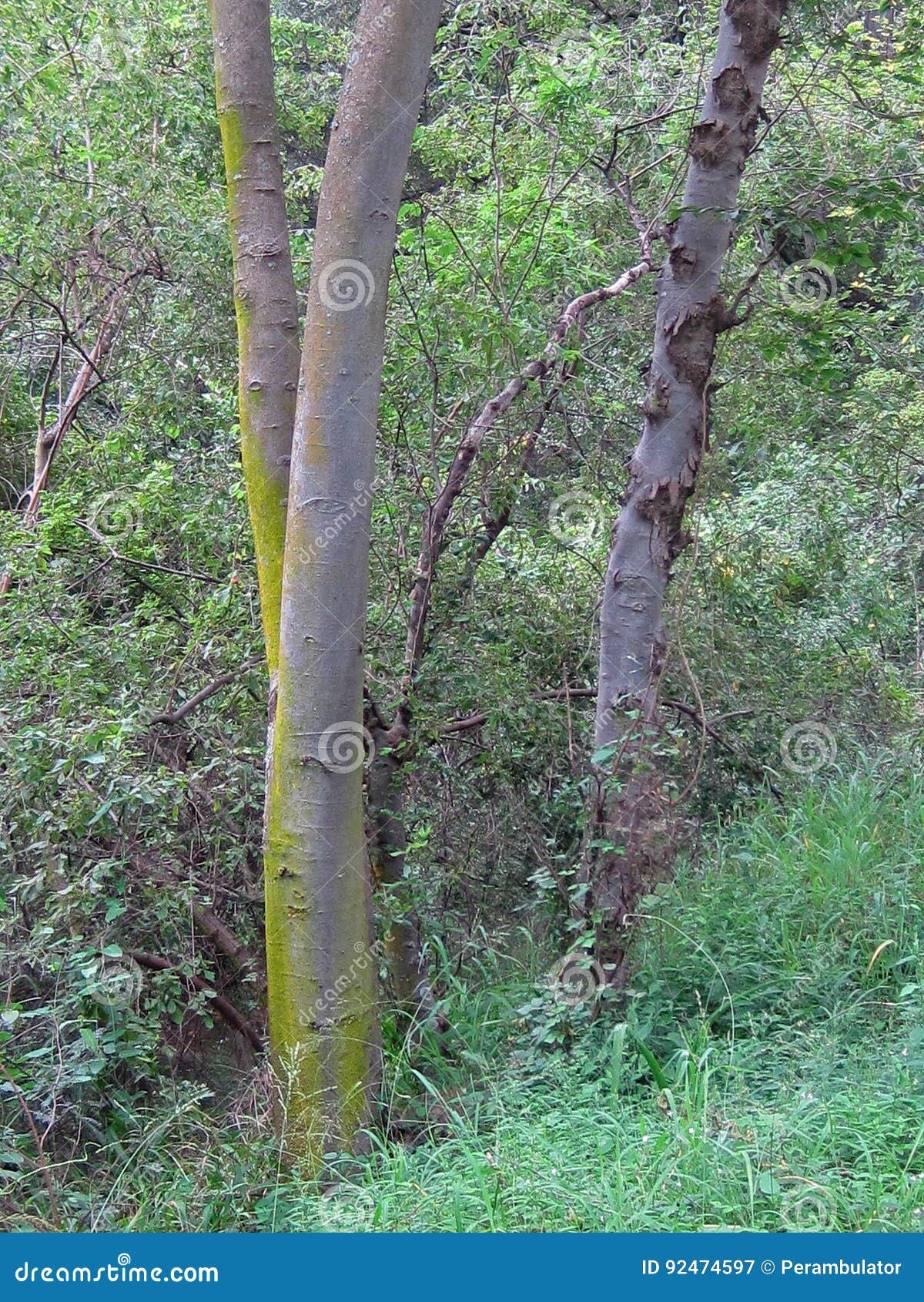 MOSS on SMOOTH BARK stock image. Image of trunks, park - 92474597