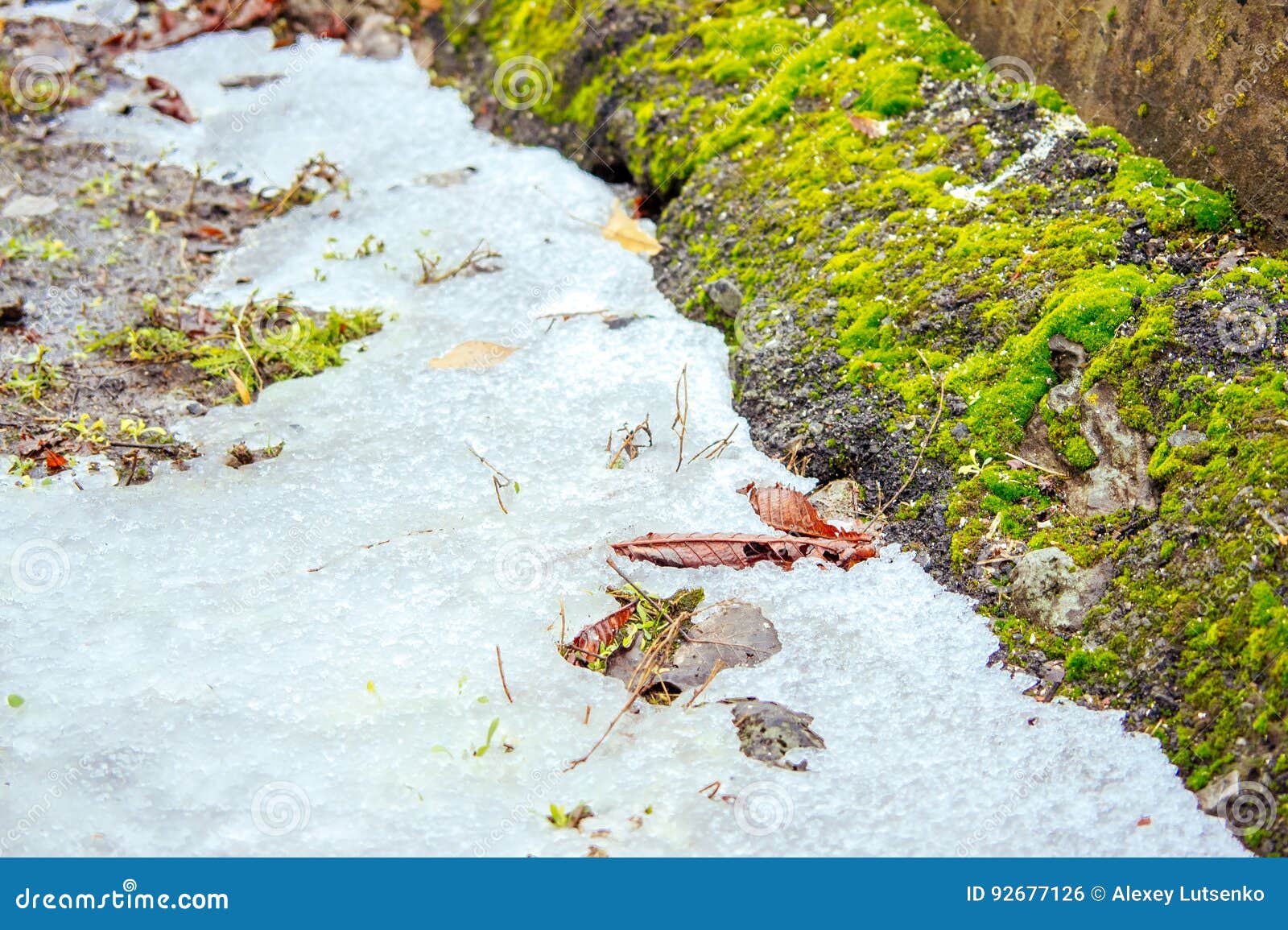 Moss and snow stock photo. Image of beautiful, lawn, change - 92677126