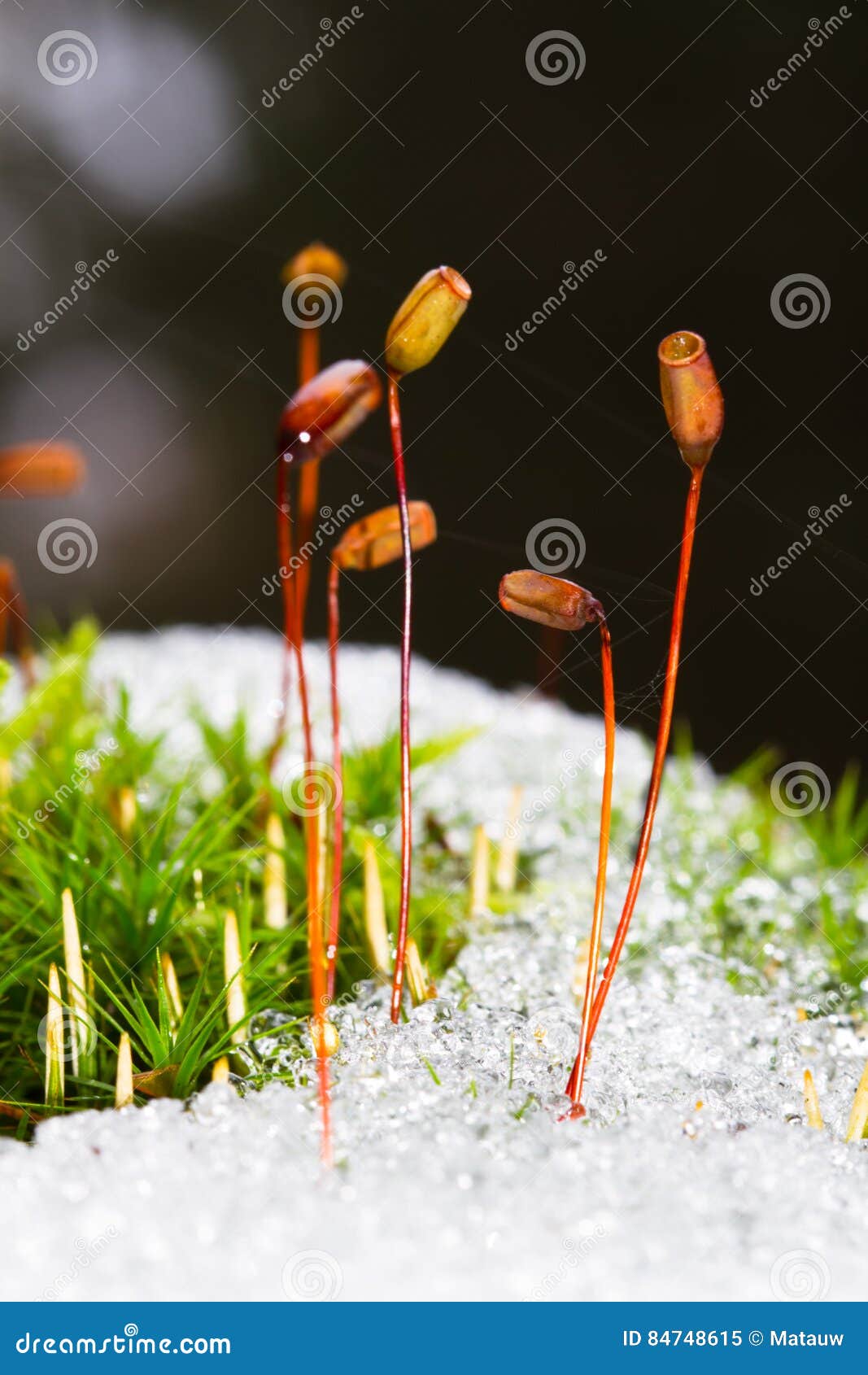 Moss in snow stock image. Image of forest, stalks, common - 84748615