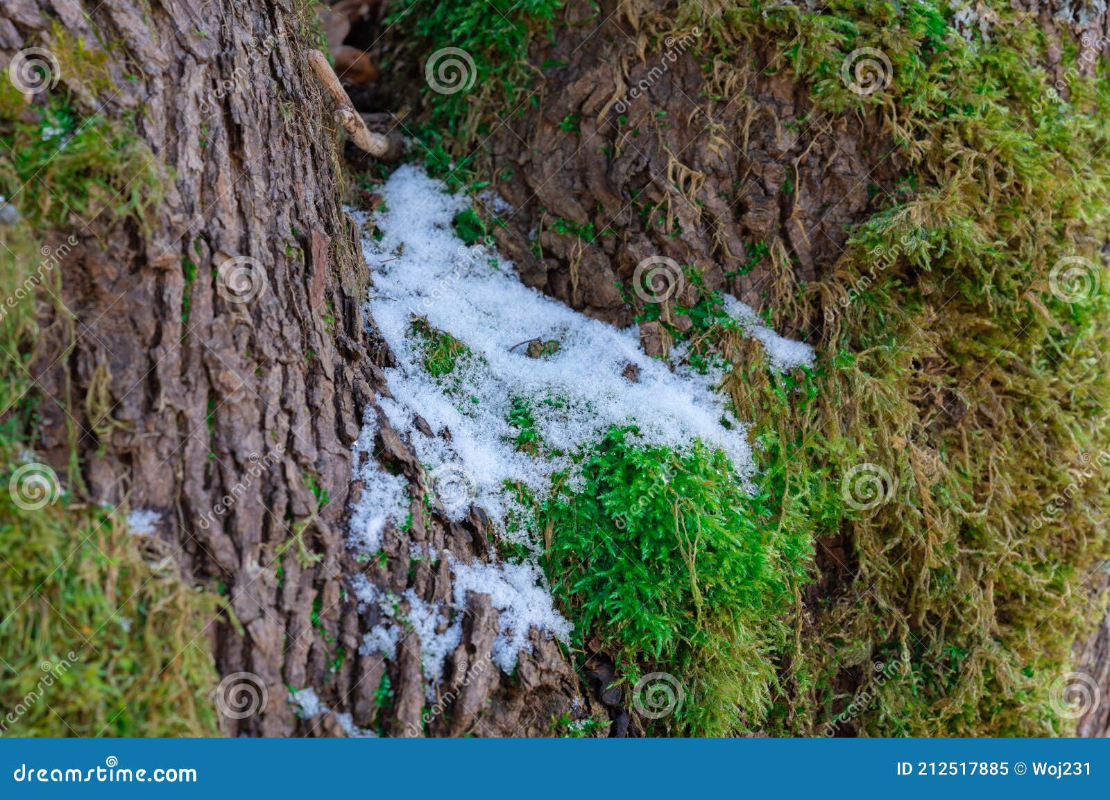 Moss in the Snow Growing on a Tree Stock Image - Image of forest, brown ...
