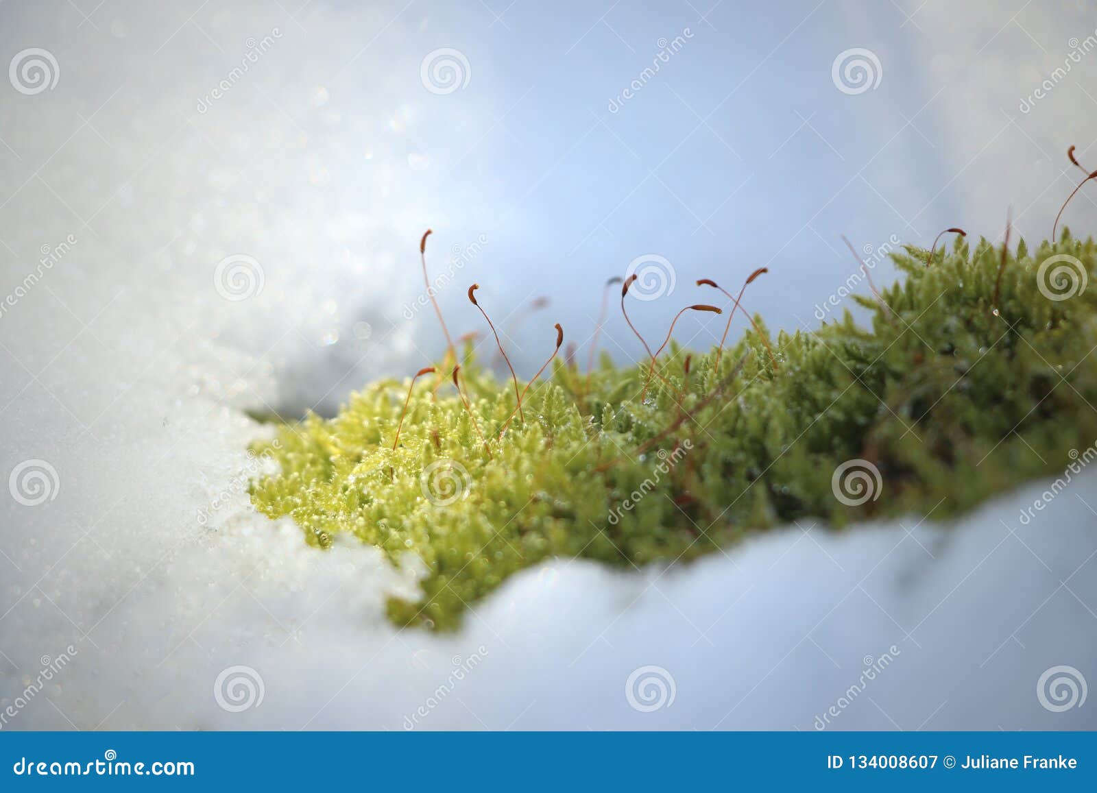 Close-up Moss with Snow and Ice Stock Image - Image of color, frost ...