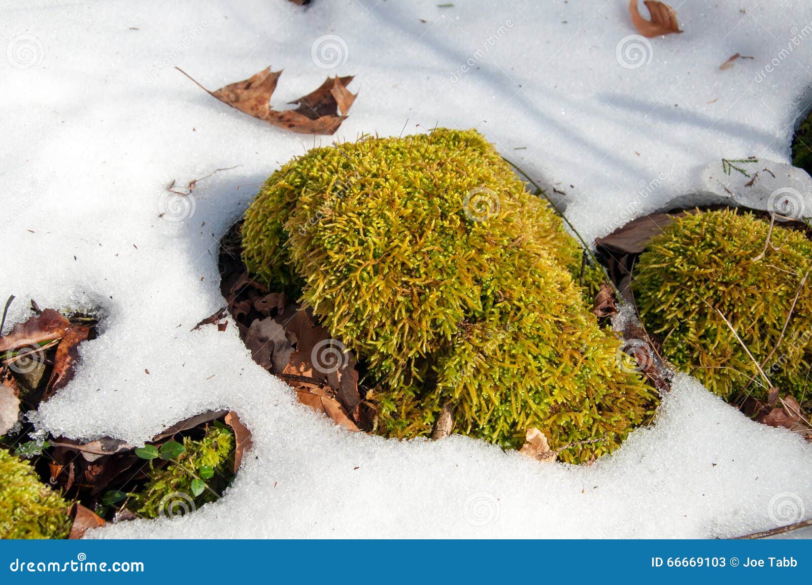 Moss in snow stock image. Image of green, spring, winter - 66669103