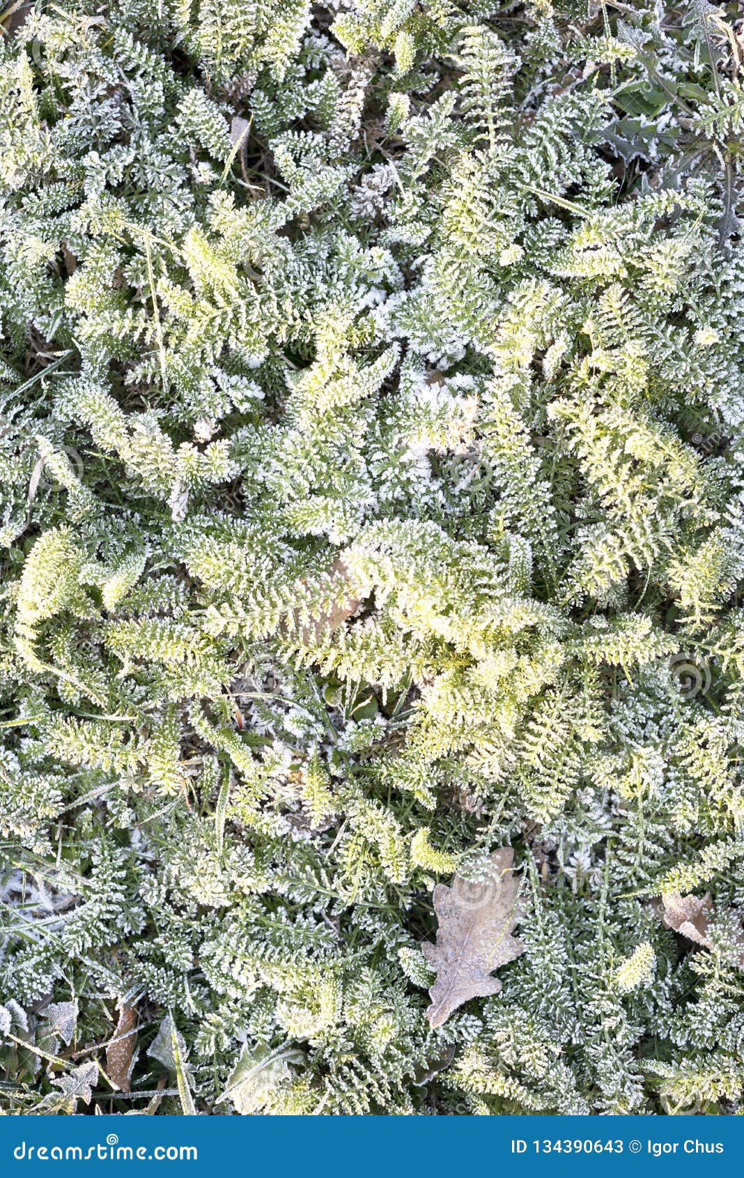 Moss in the Snow, Ukreina . 2018 Stock Image - Image of snowy, natural ...