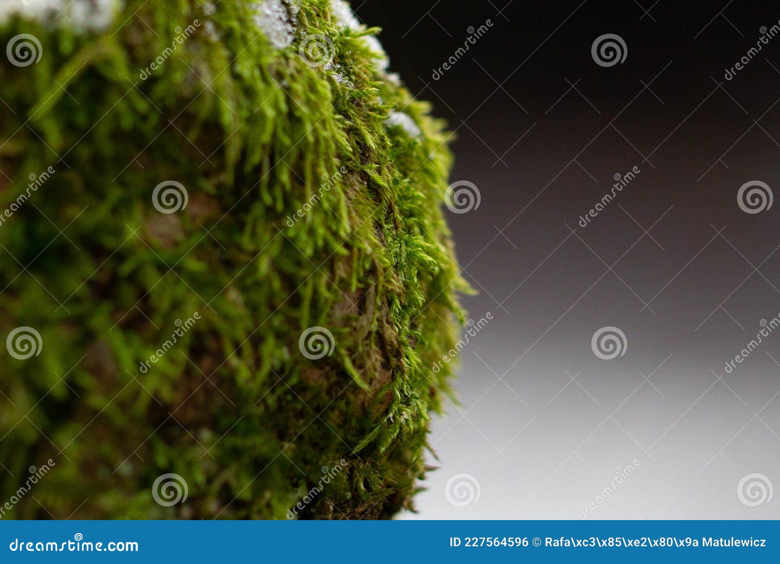 Moss With Snow On Top - Gray And Green Screen Royalty-Free Stock Image ...