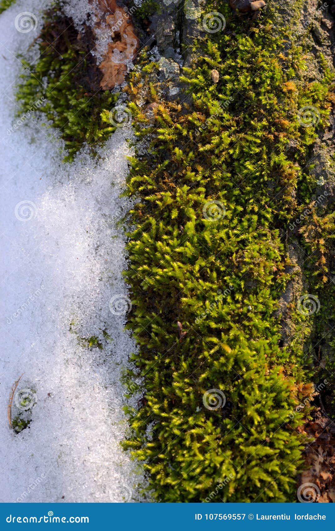 Moss and snow on tree stock image. Image of pink, foliage - 107569557