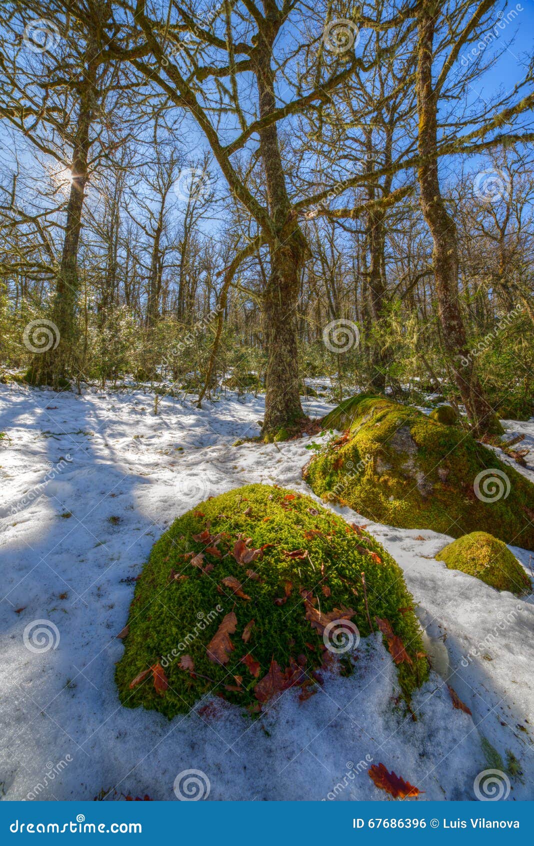 Moss and Snow in the Winter Forest Stock Photo - Image of frost ...