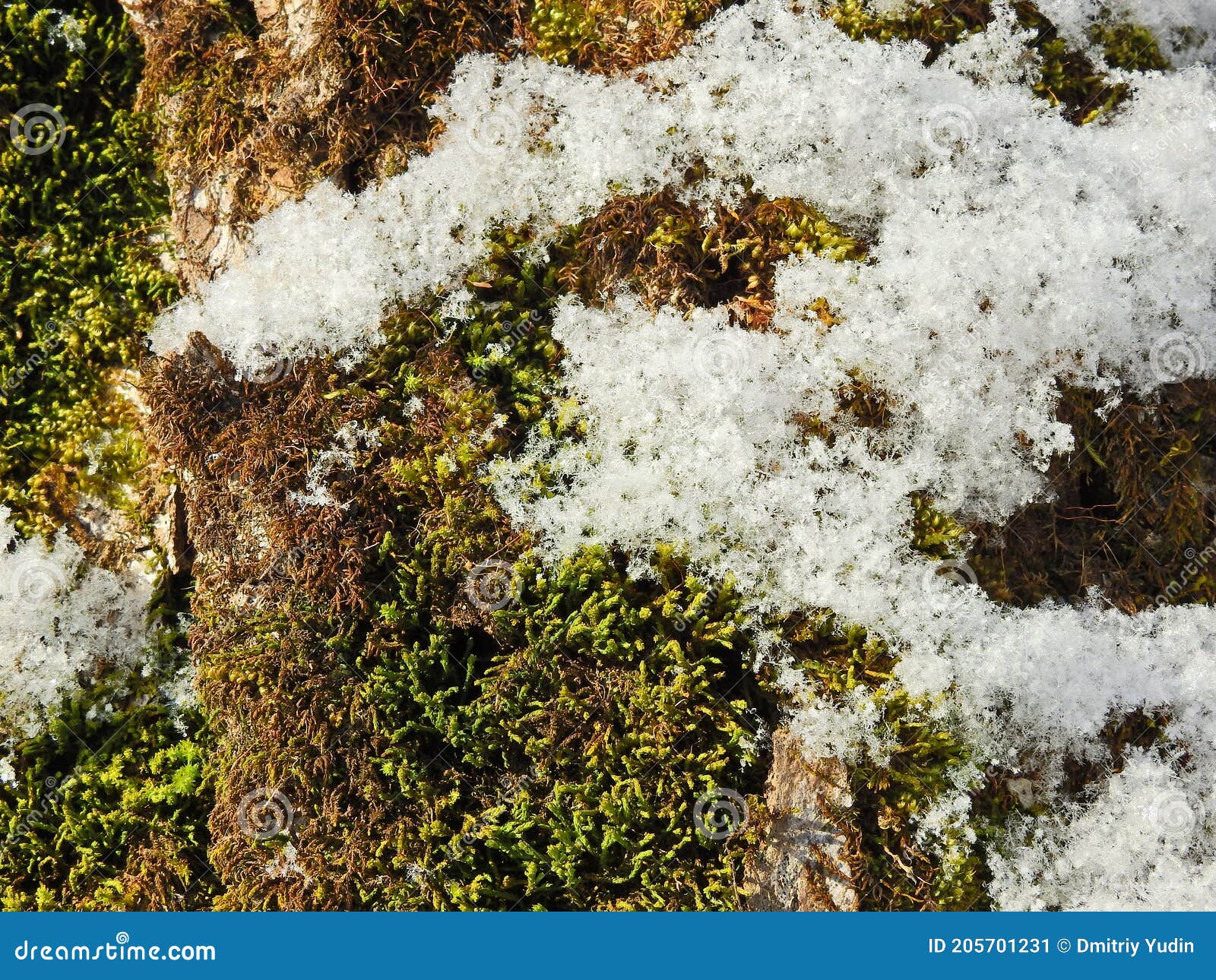 Moss, snow and wood stock image. Image of tree, snow - 205701231