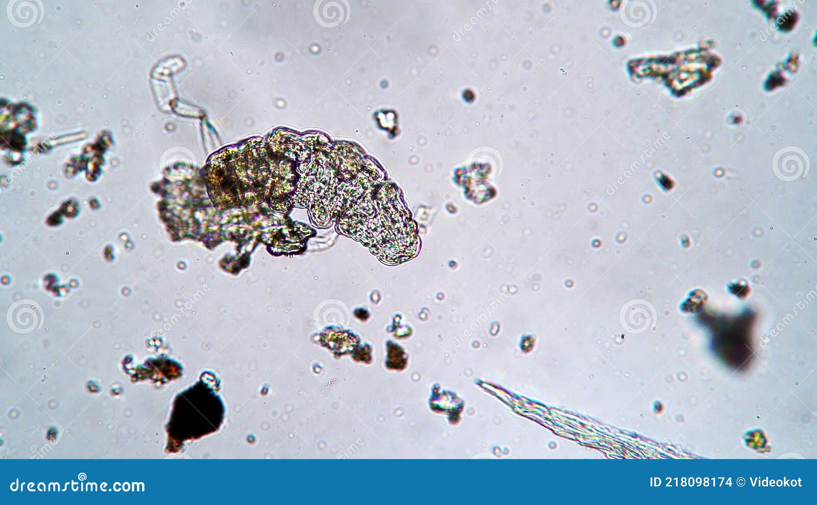 Water Bear Under Microscope