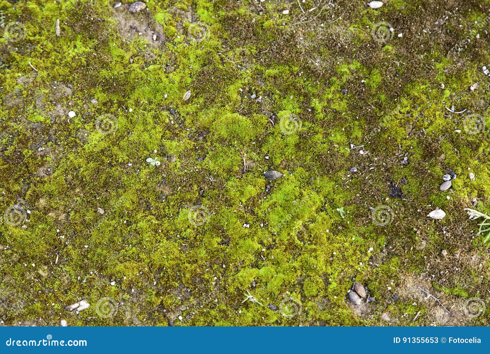 Moss on soil stock image. Image of natural, plant, ground - 91355653