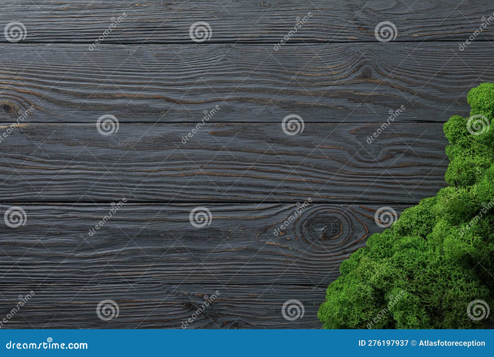 Moss, Space for Text, Concept of Different Backgrounds Stock Image ...