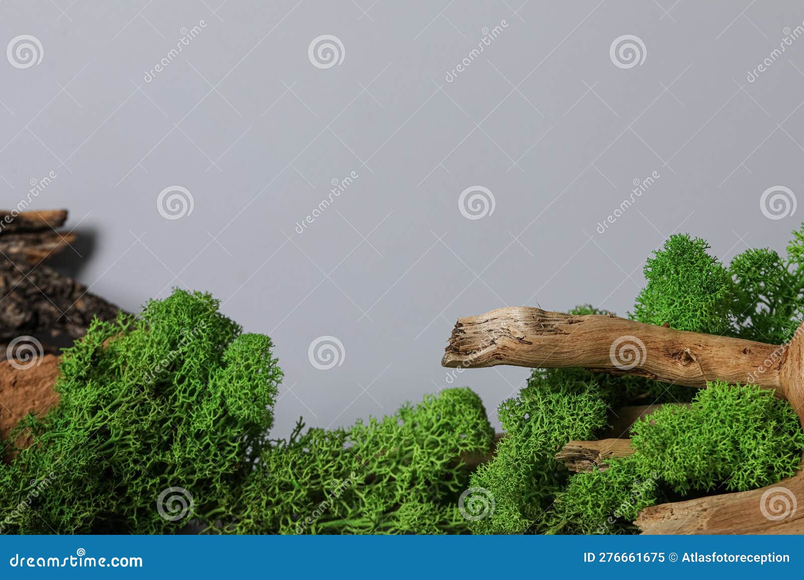Moss, Space for Text, Concept of Different Backgrounds Stock Image ...