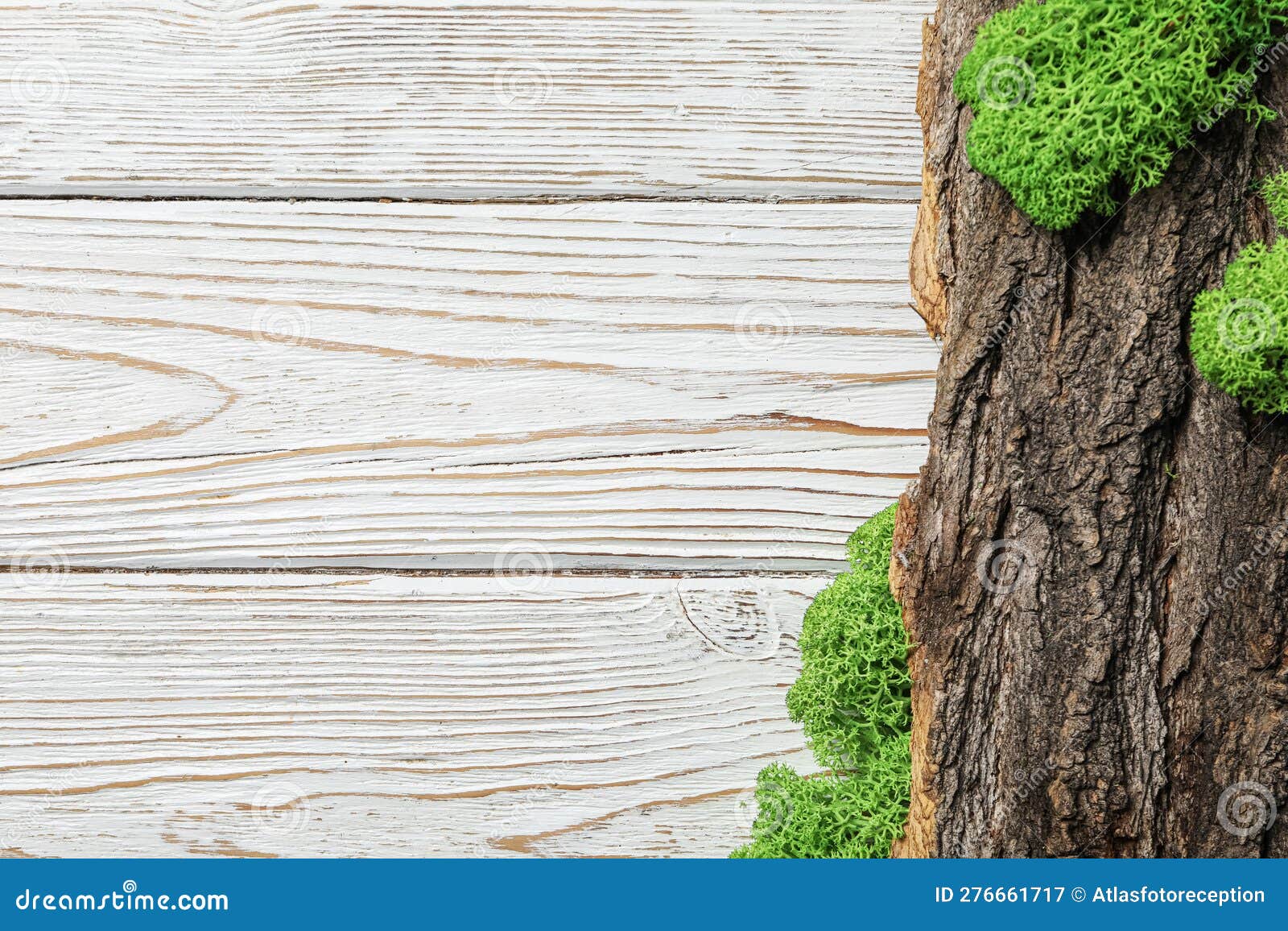 Moss, Space for Text, Concept of Different Backgrounds Stock Image ...