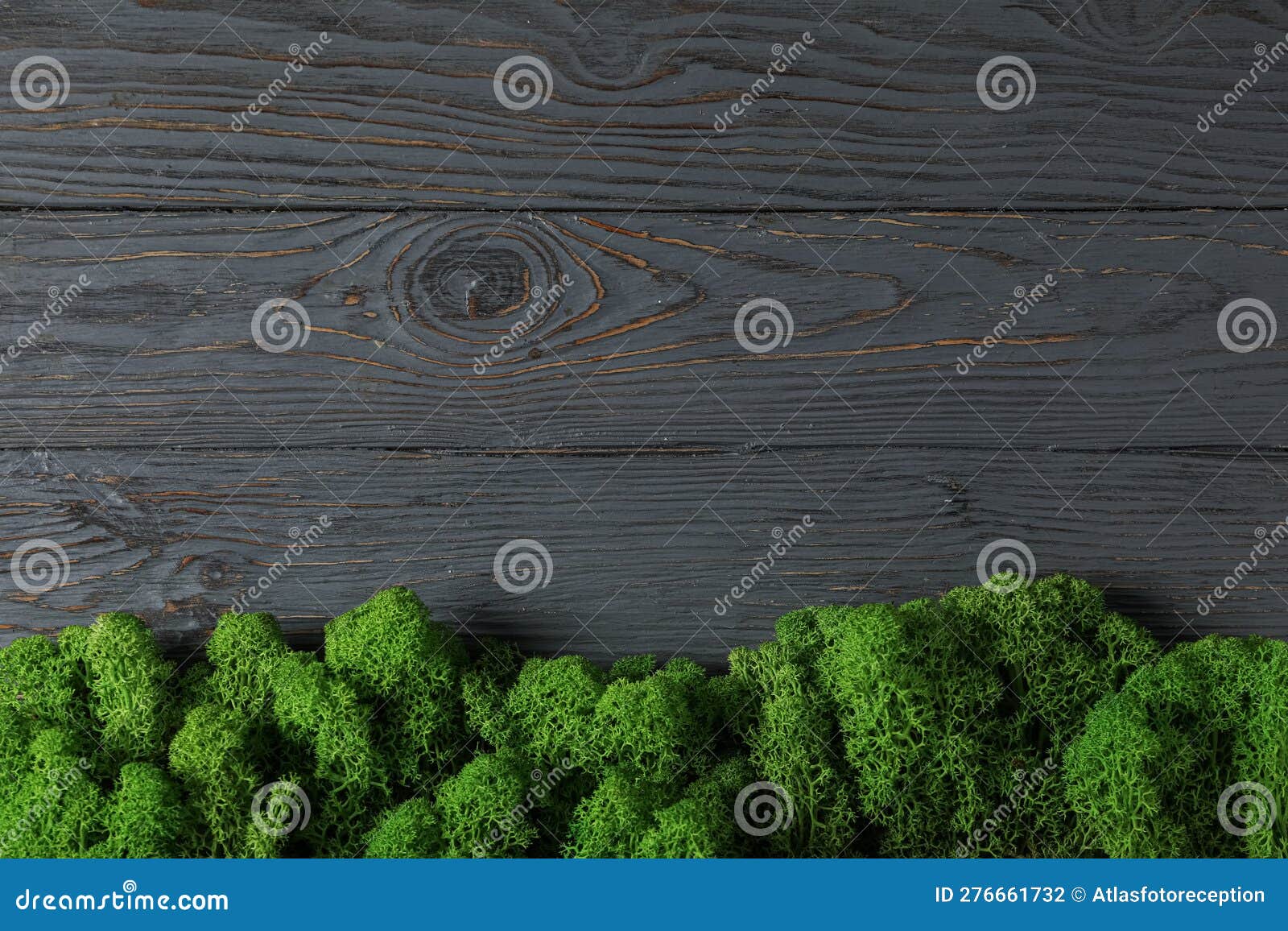 Moss, Space for Text, Concept of Different Backgrounds Stock Photo ...