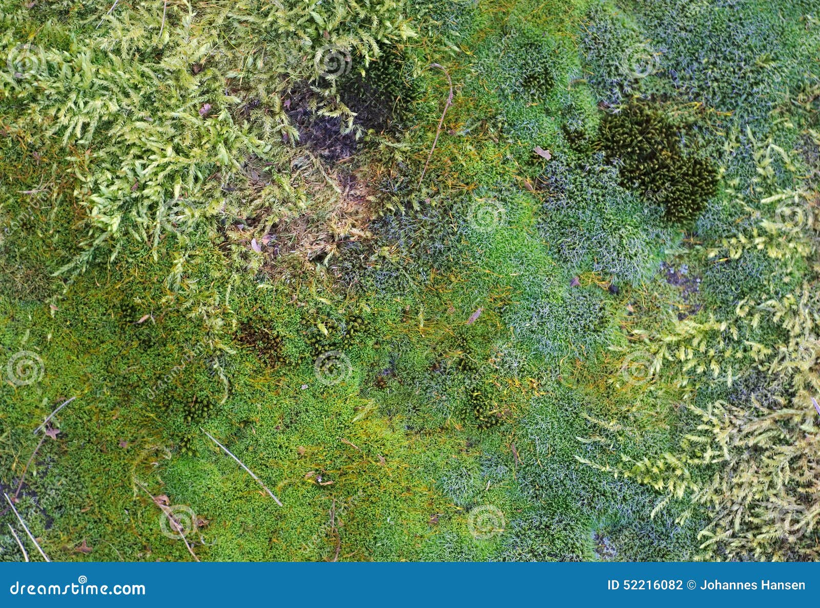 Moss Species Top View stock foto. Image of verschillend - 52216082