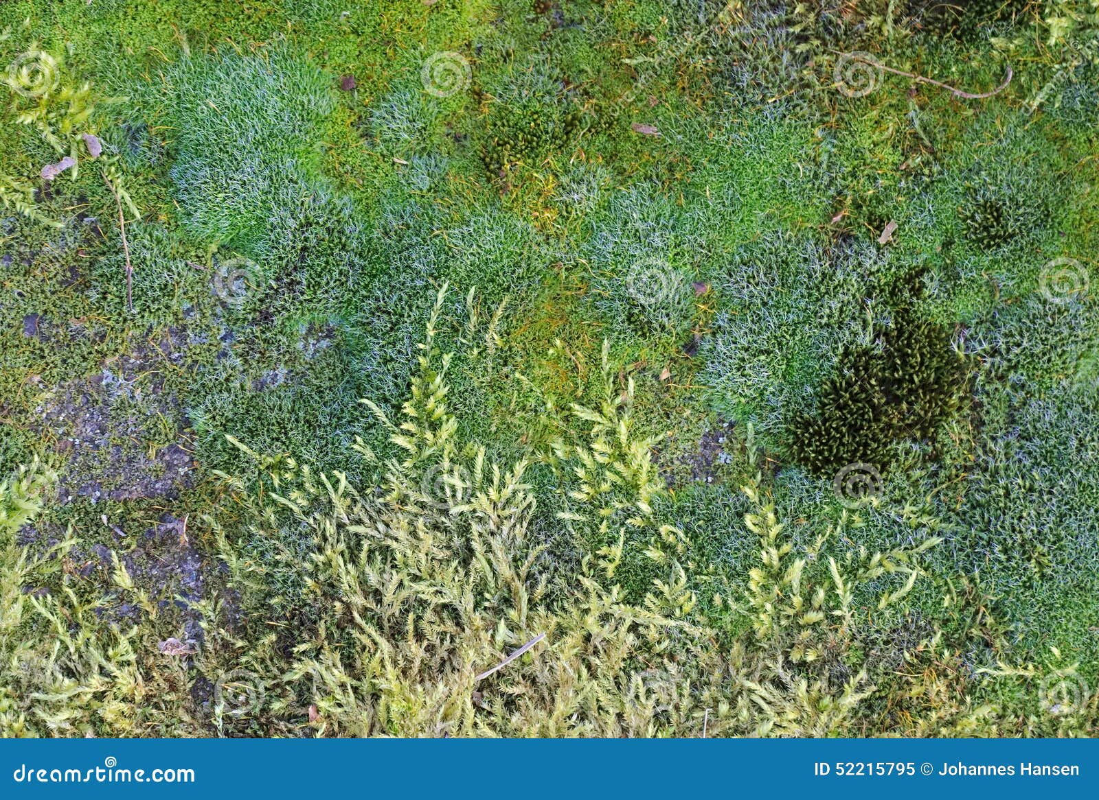 Moss Species Top View stock image. Image of organism - 52215795