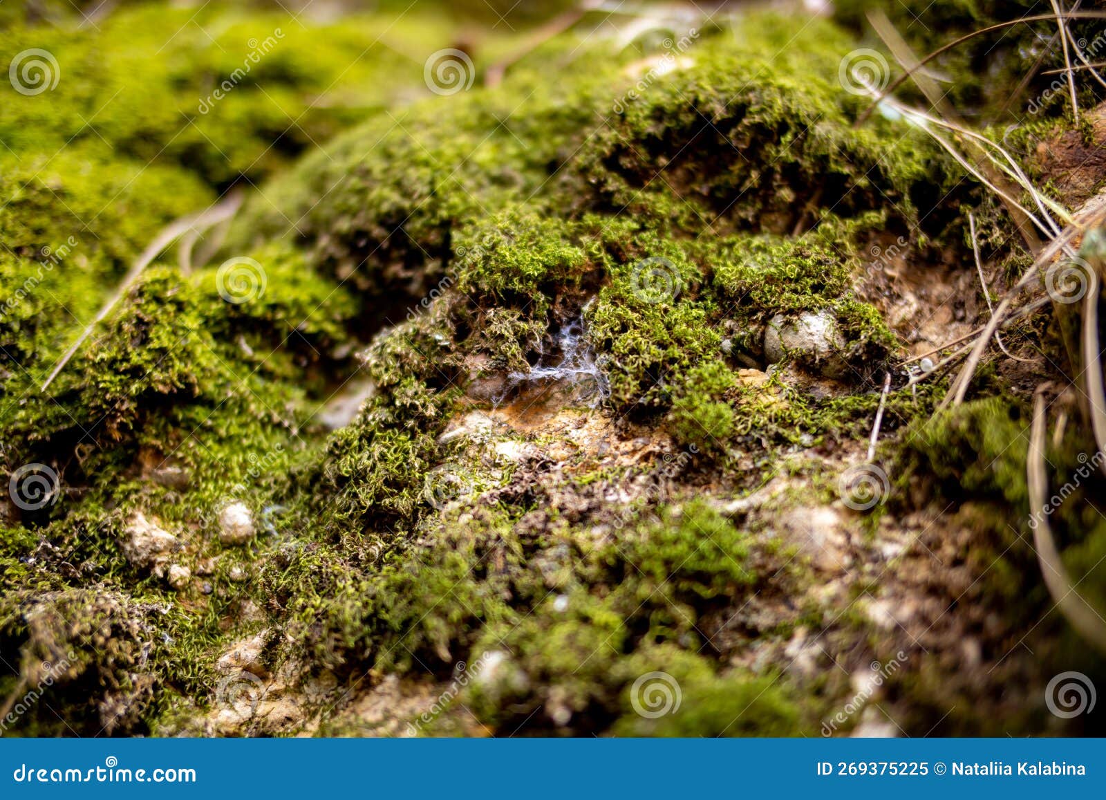 Moss and spider webs stock image. Image of shrub, grass - 269375225