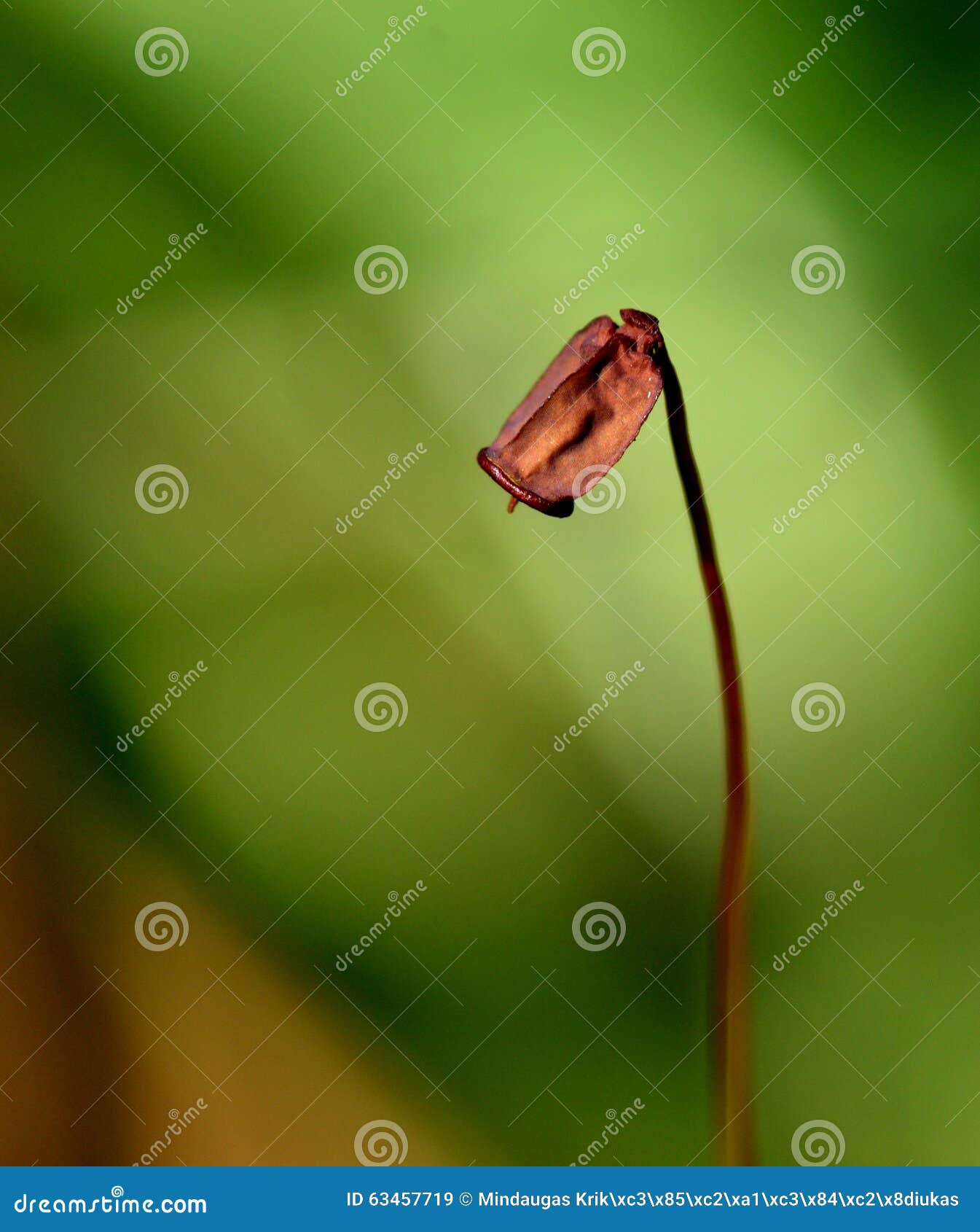 Moss spore capsule stock image. Image of brown, fall - 63457719