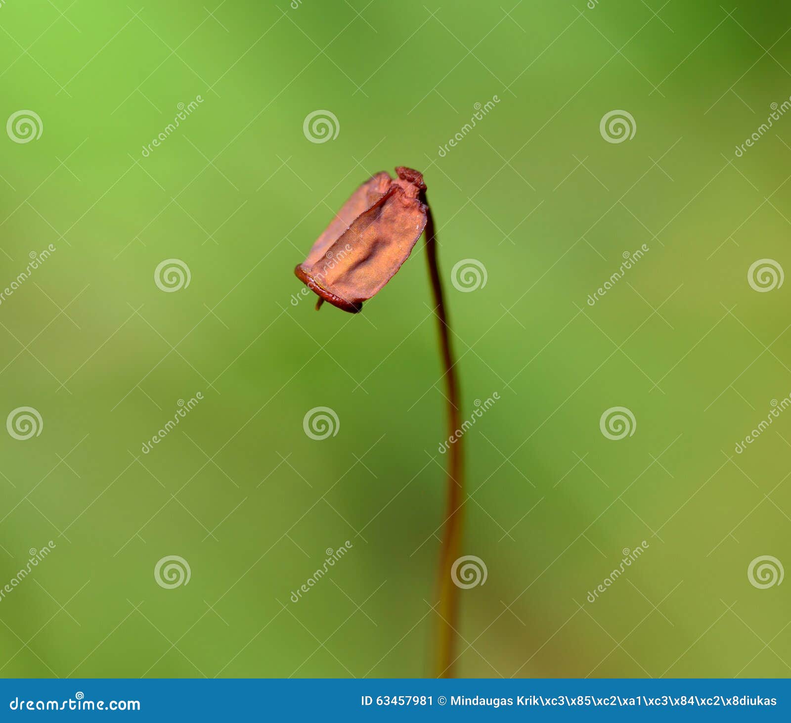 Moss spore capsule 2 stock image. Image of brown, capsule - 63457981