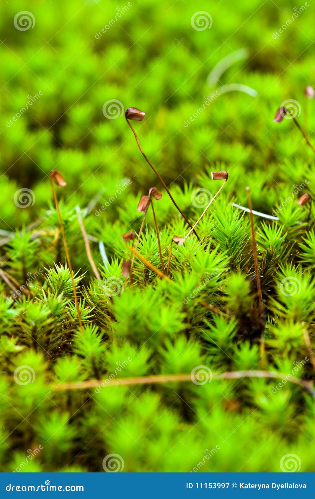 Moss Releasing Spores